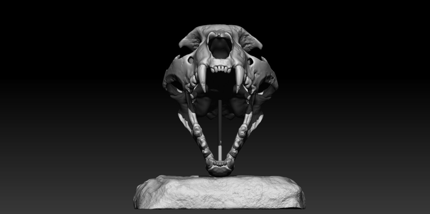 Zannettacci Kylian - Panthera pardus skeleton