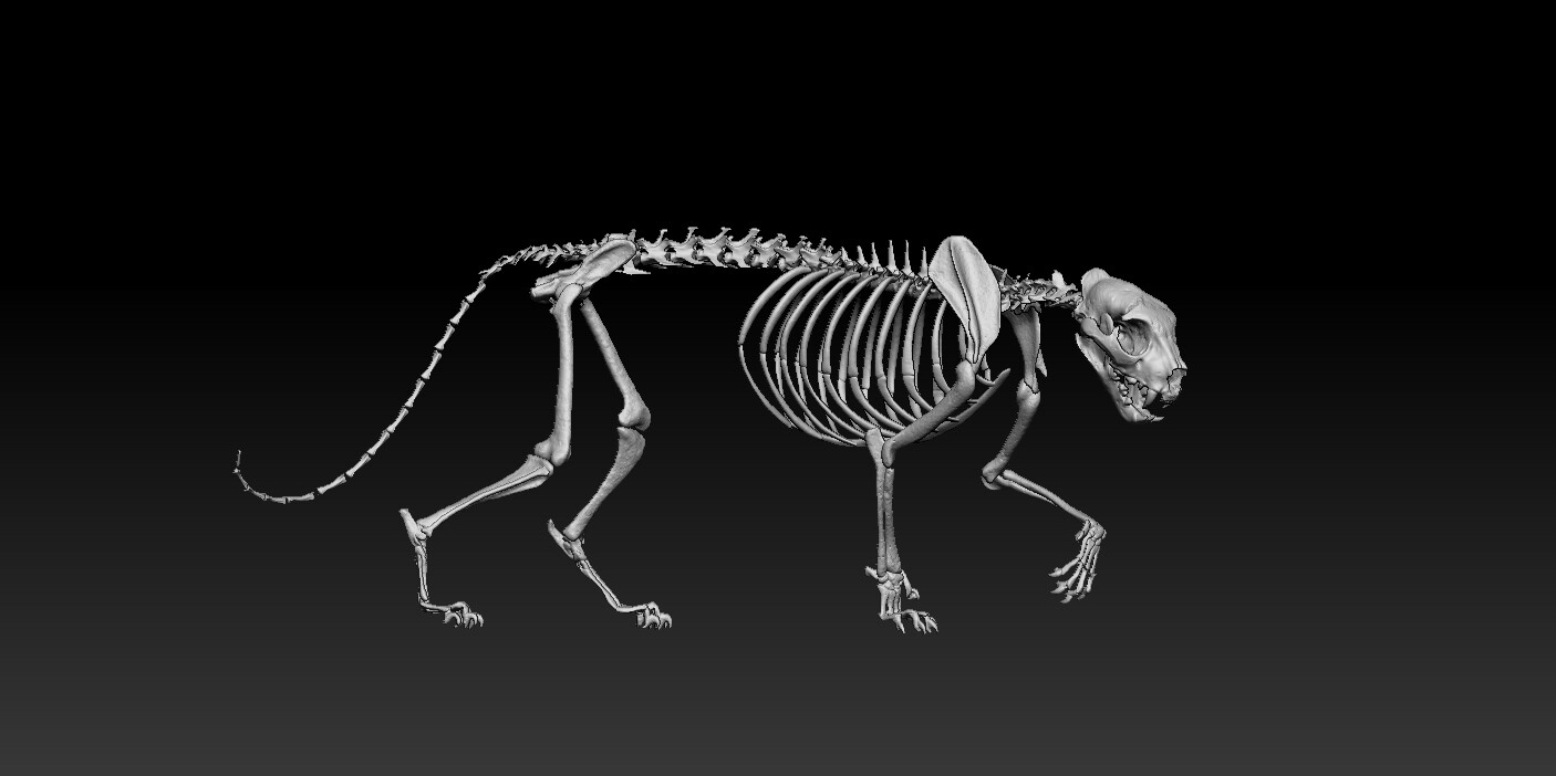 Zannettacci Kylian - Panthera pardus skeleton