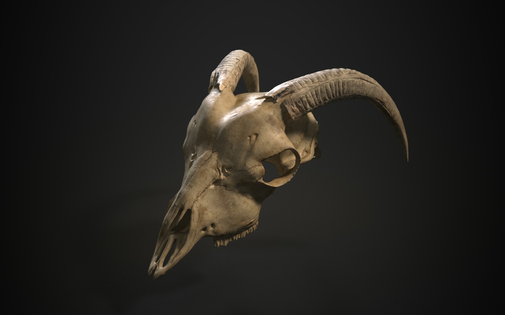 ArtStation - Goat skull