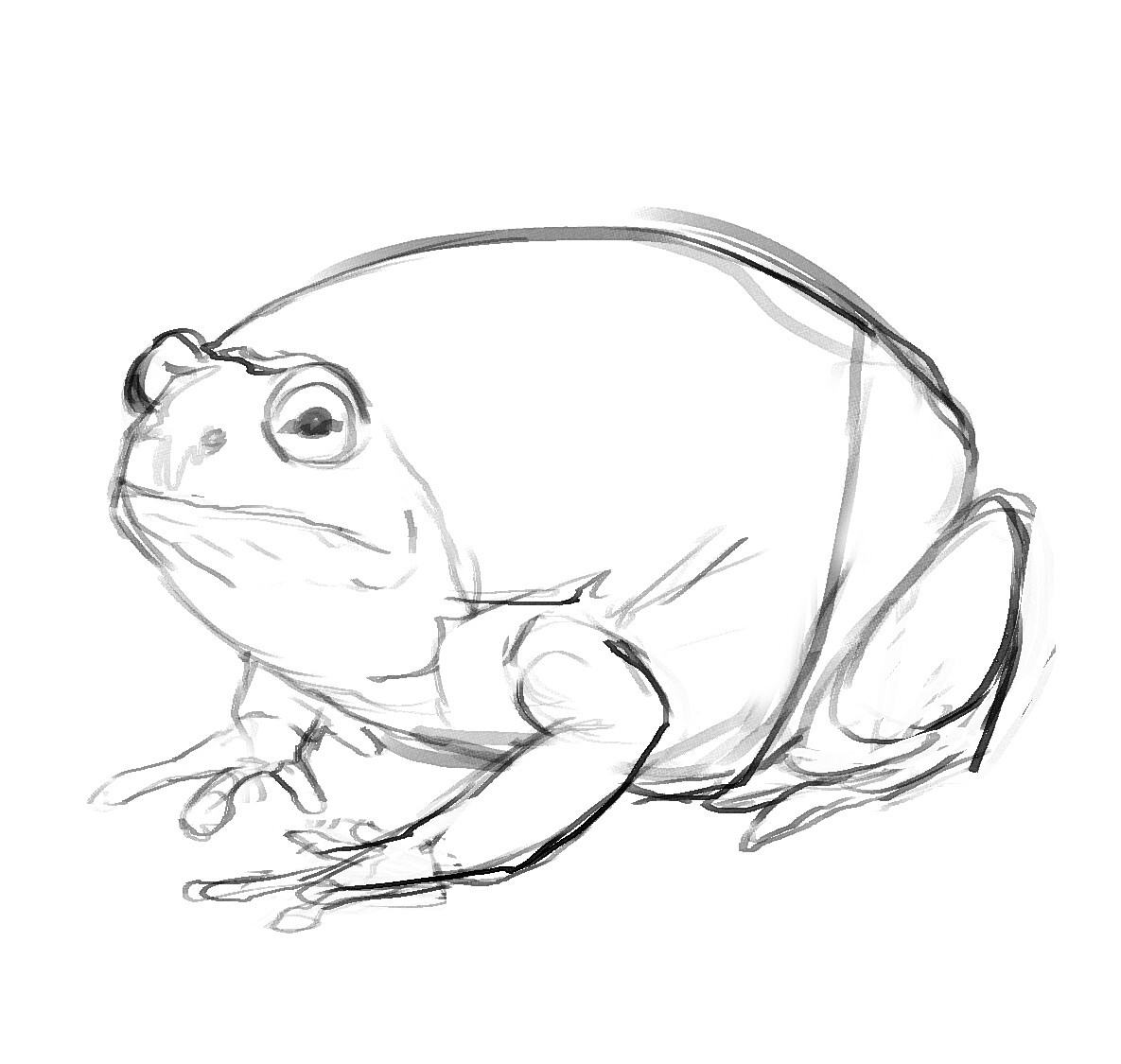 how to draw a water holding frog