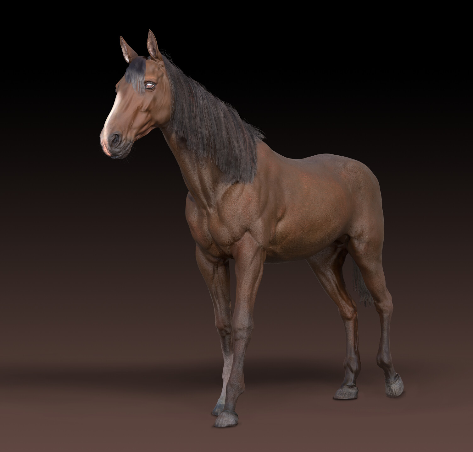 Verena Stabel - Horse animated walk