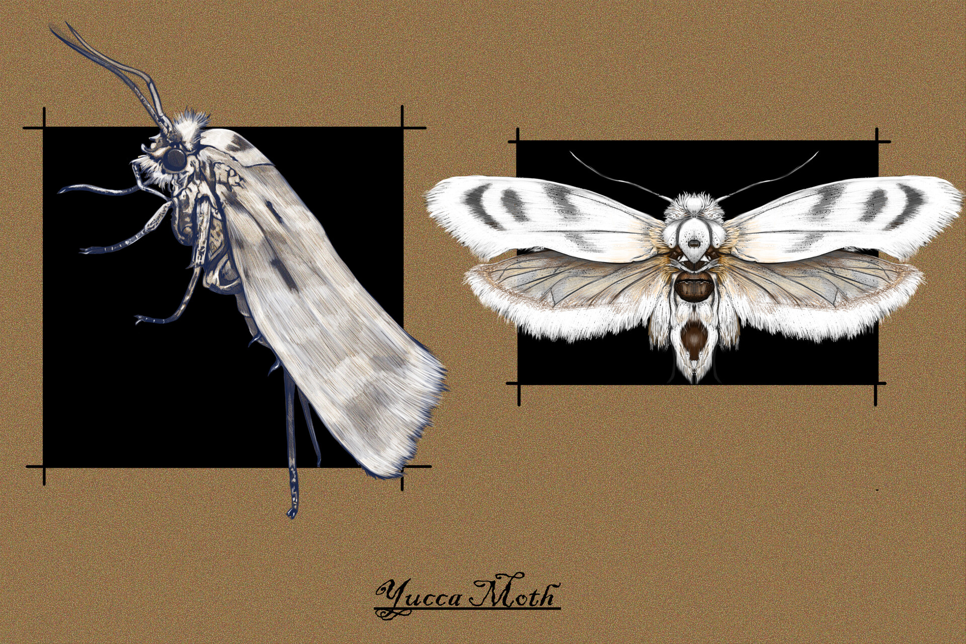 Yucca Moth