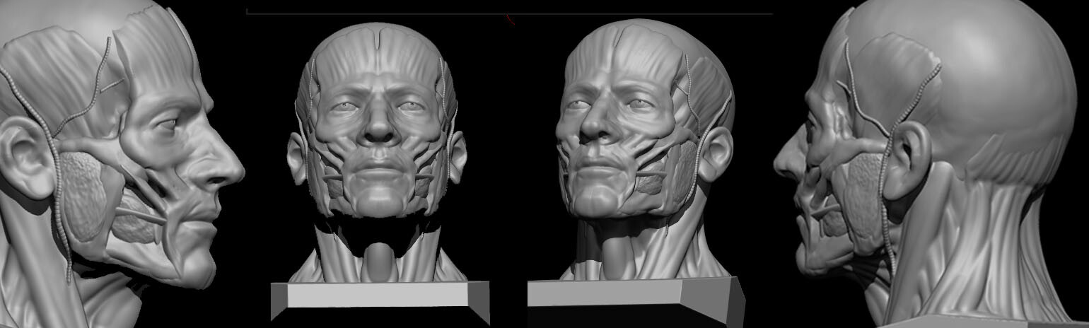 ArtStation - HEAD ANATOMY MODEL