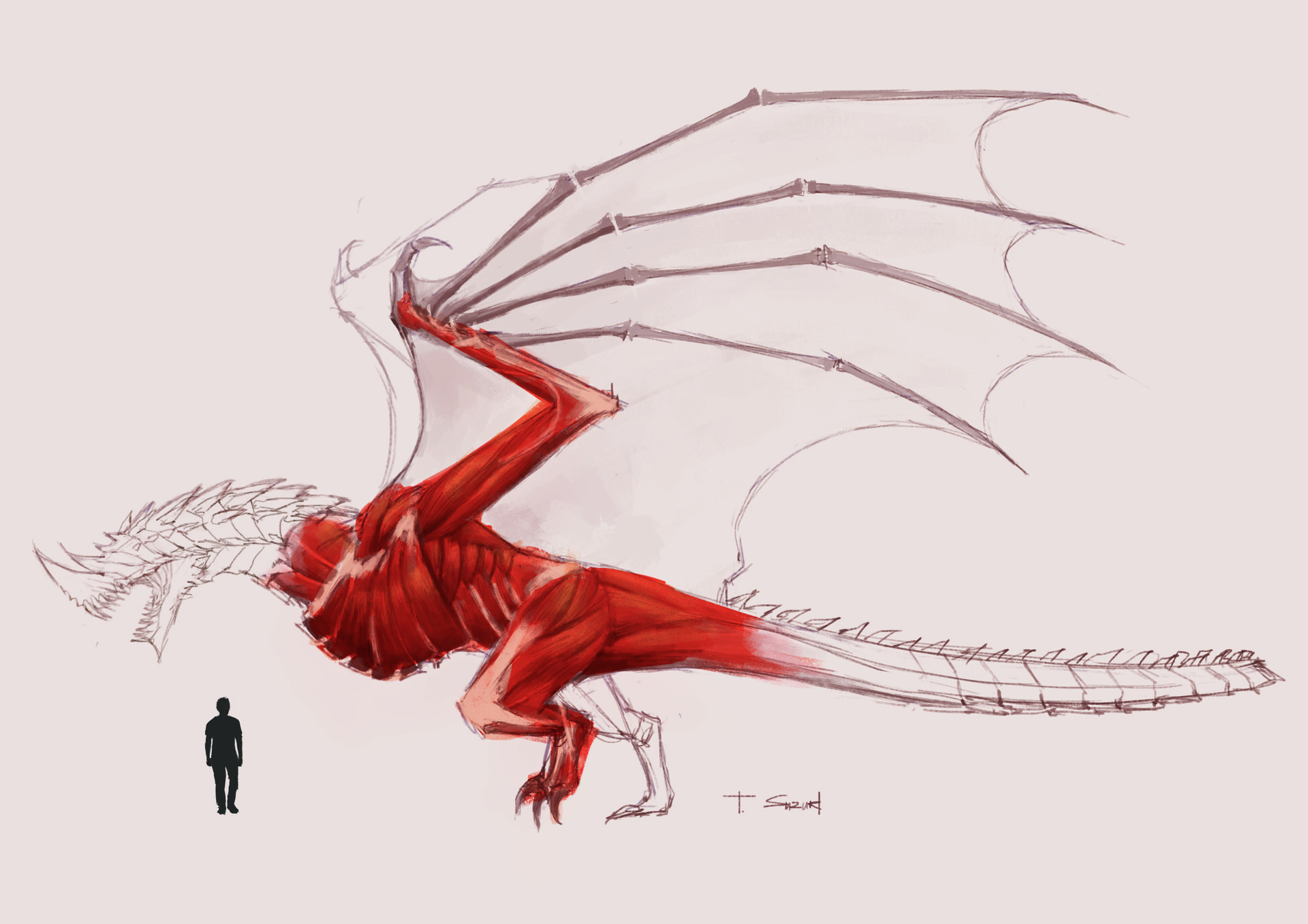 how to draw a dragon anatomy