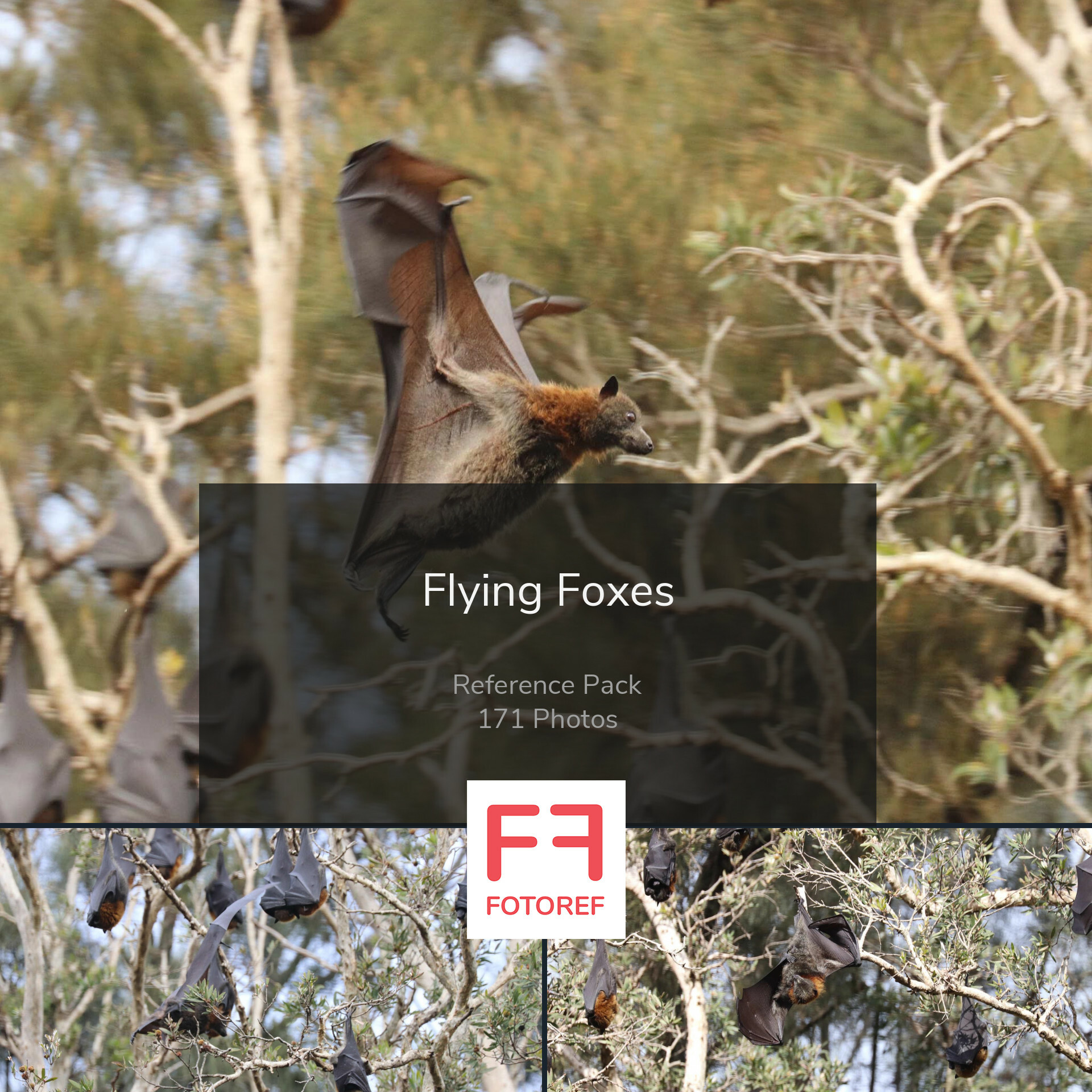 FOTOREF.COM Photo Packs - 171 photos of Flying Foxes