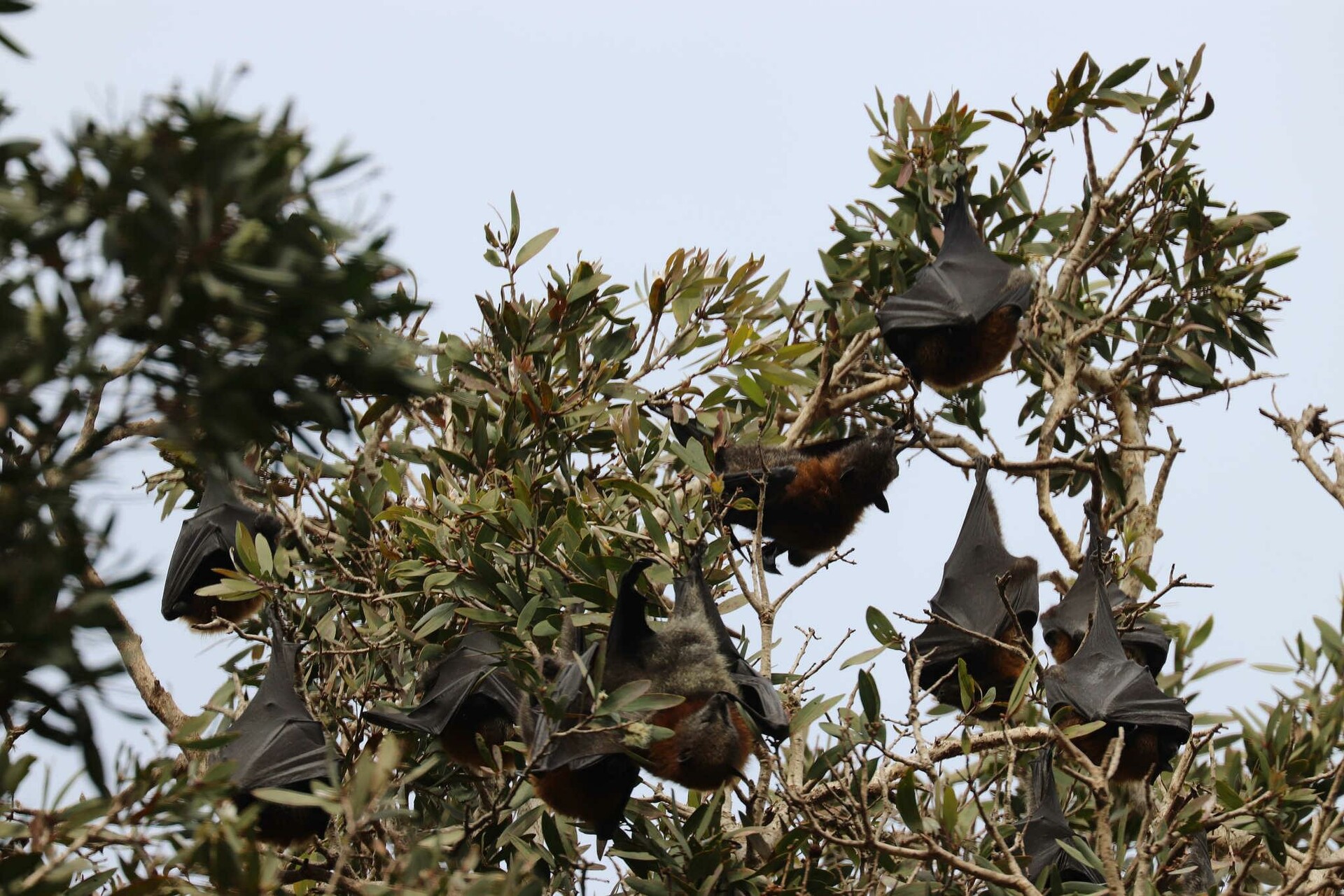 FOTOREF.COM Photo Packs - 171 photos of Flying Foxes