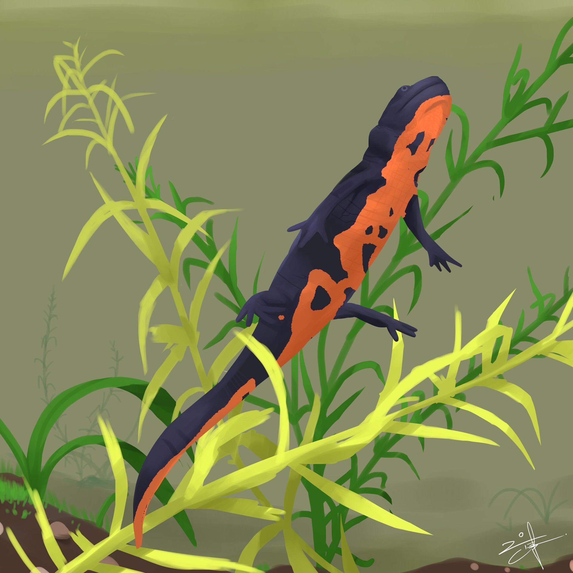 Fire Belly Newt