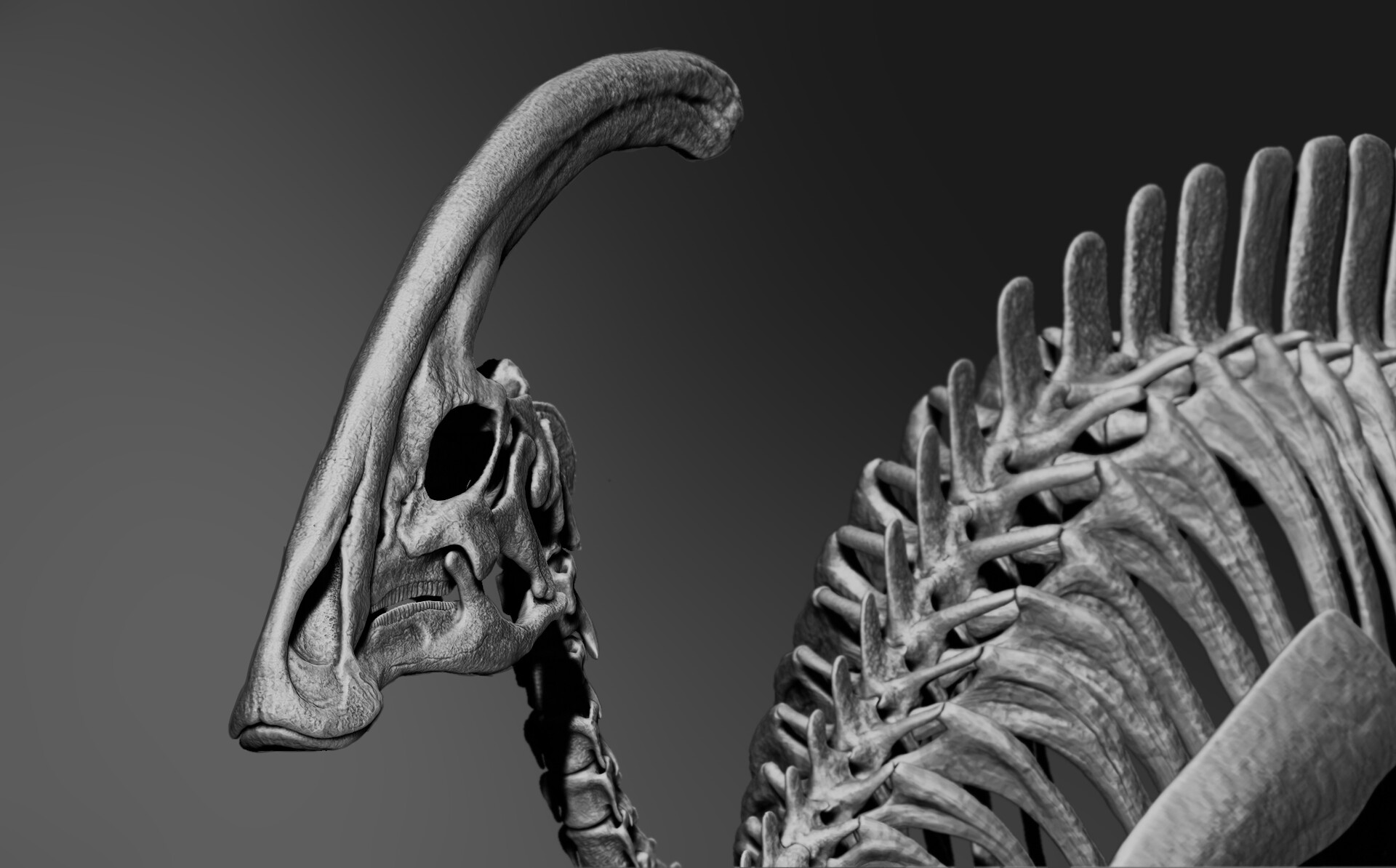 Kylie Langton - Parasaurolophus Walkeri Skeleton
