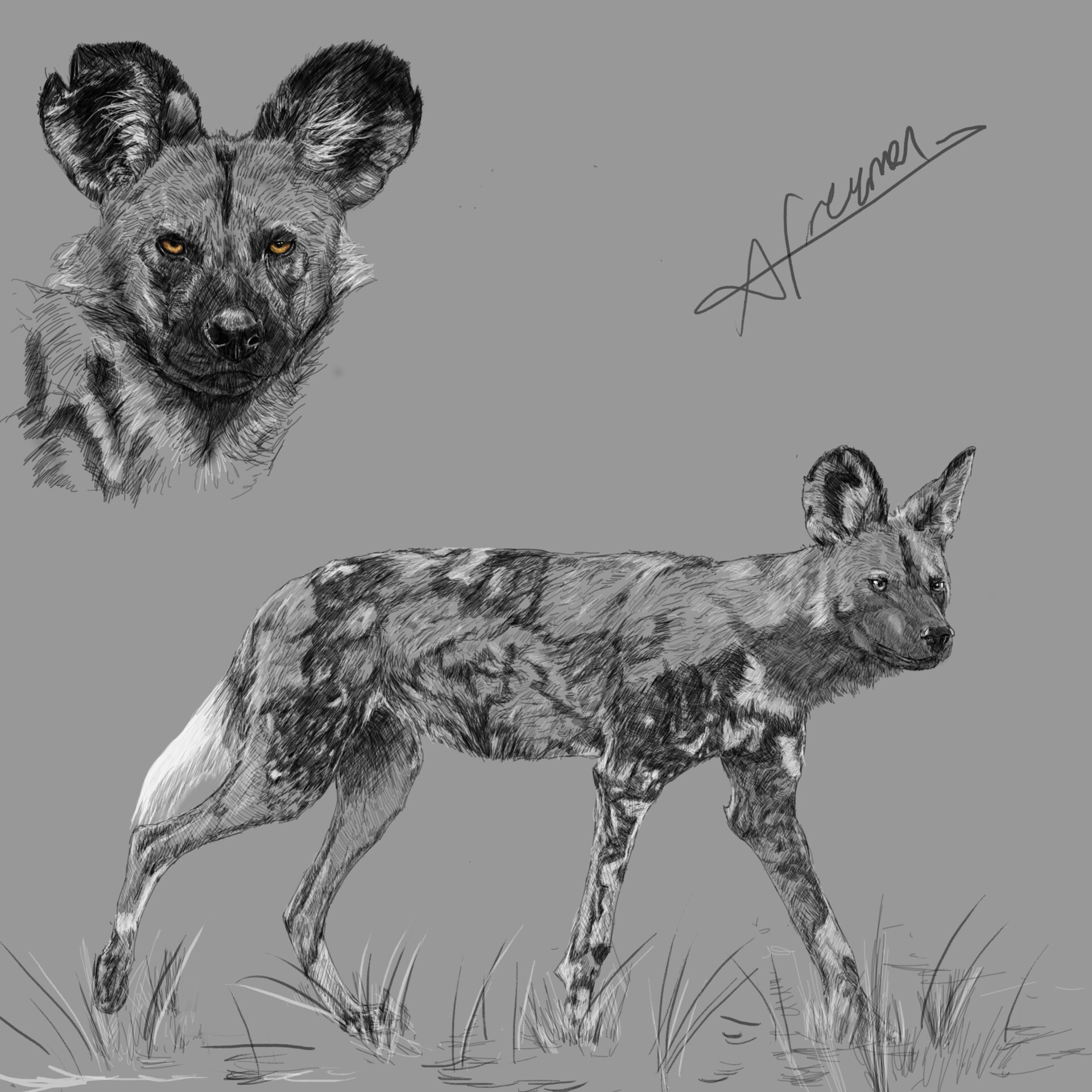 ArtStation - Wild Dog sketchin
