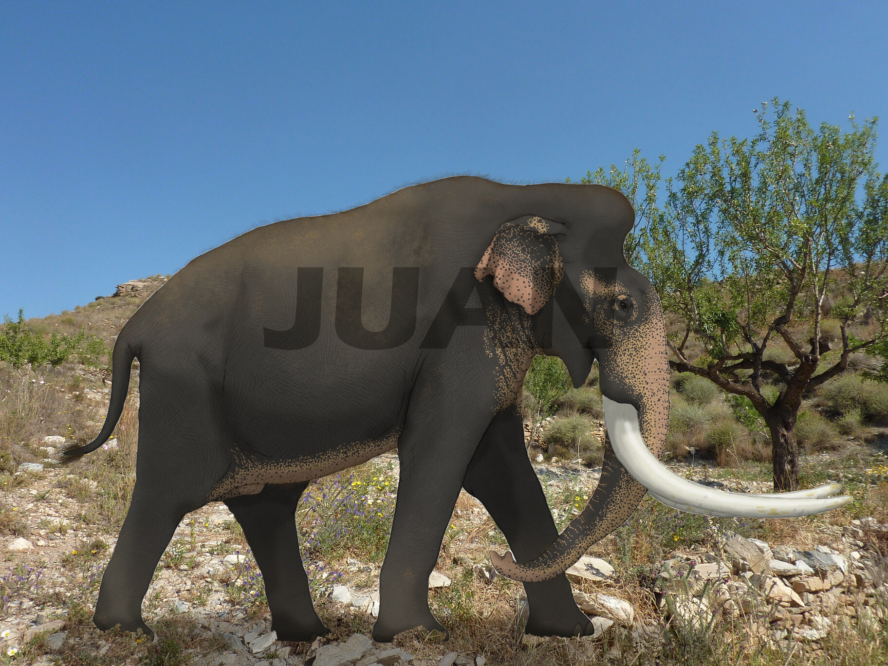 ArtStation - Southern mammoth WIP