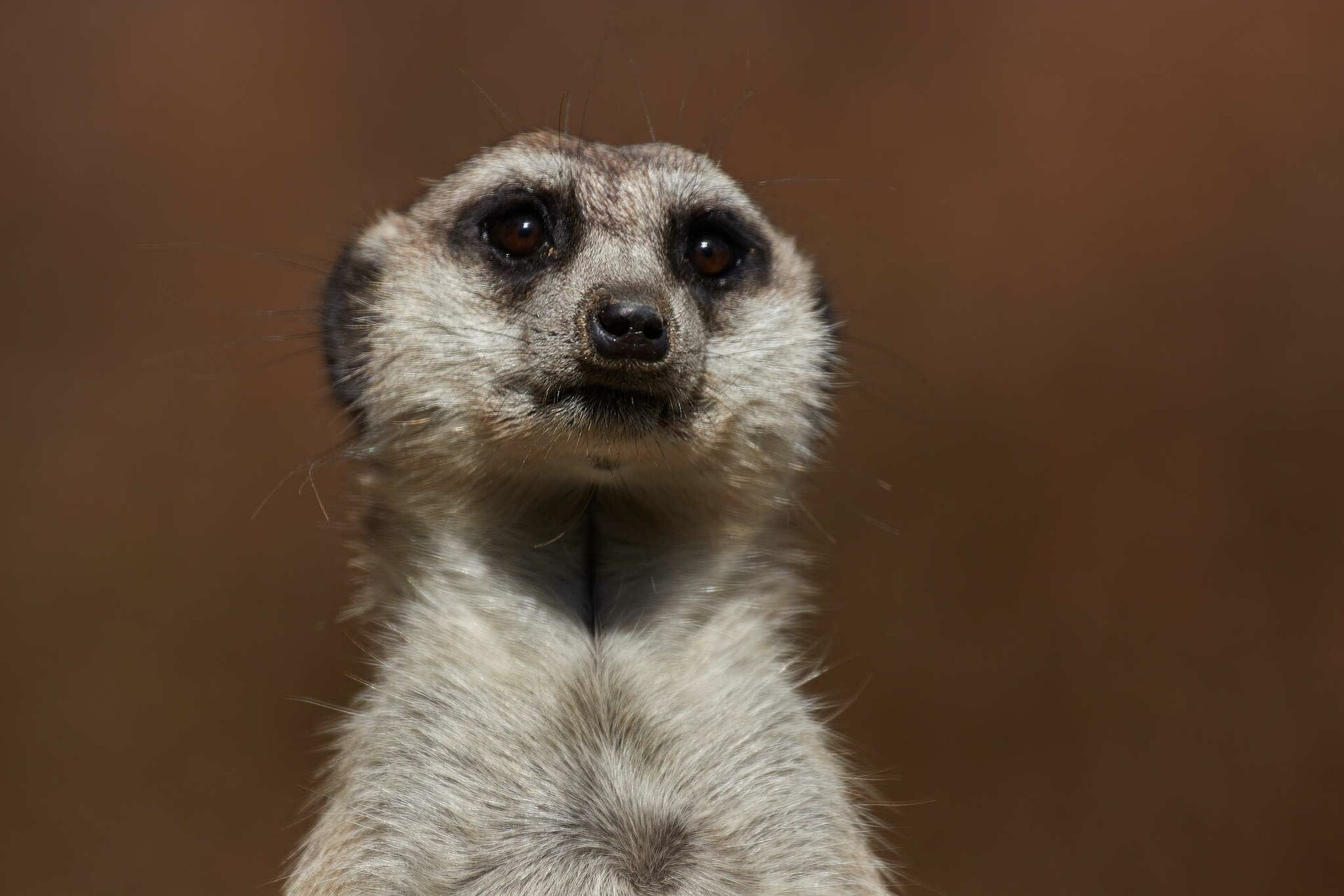 FOTOREF.COM Photo Packs - 172 photos of Meerkats