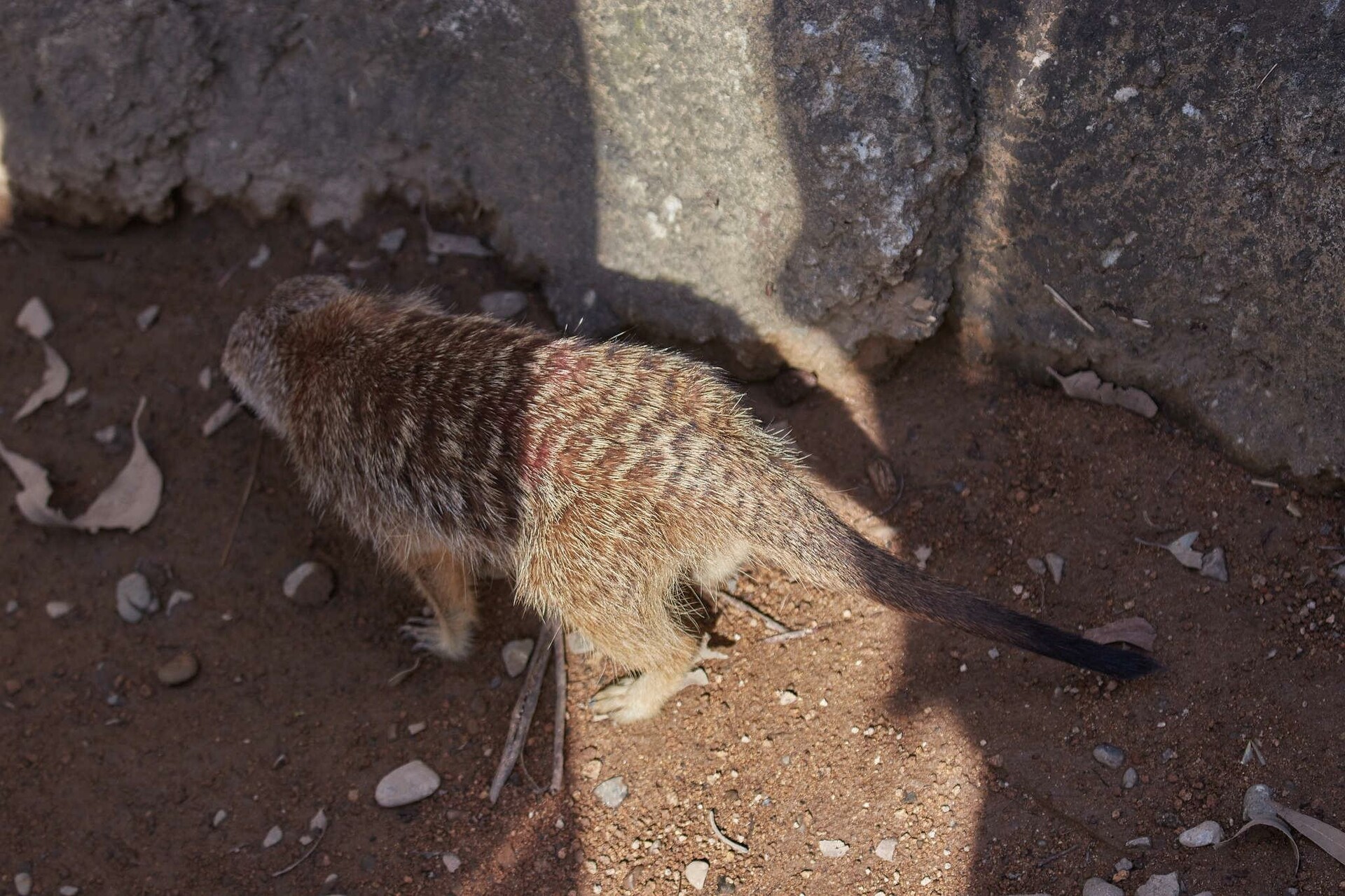 FOTOREF.COM Photo Packs - 172 photos of Meerkats