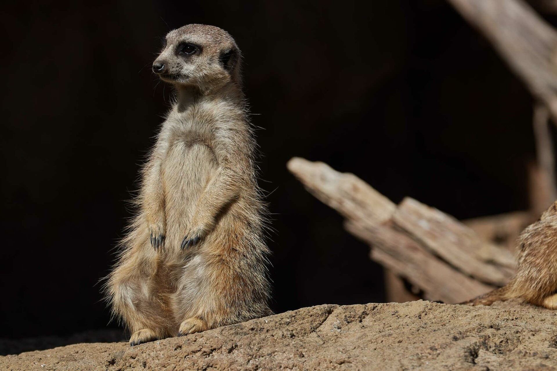 FOTOREF.COM Photo Packs - 172 photos of Meerkats