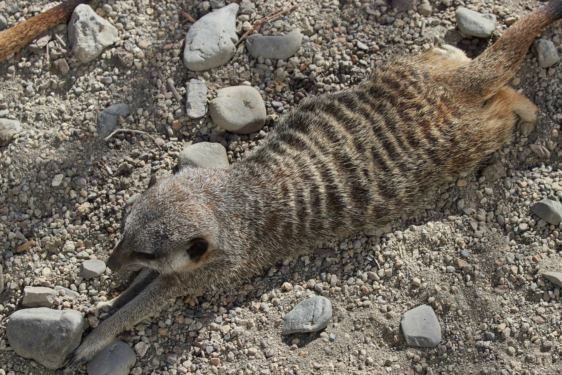 FOTOREF.COM Photo Packs - 172 photos of Meerkats