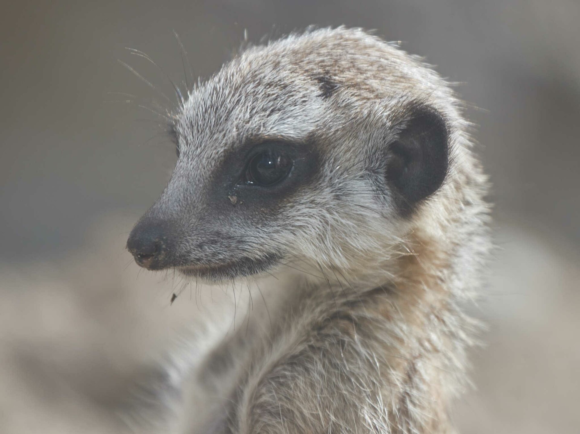 FOTOREF.COM Photo Packs - 172 photos of Meerkats