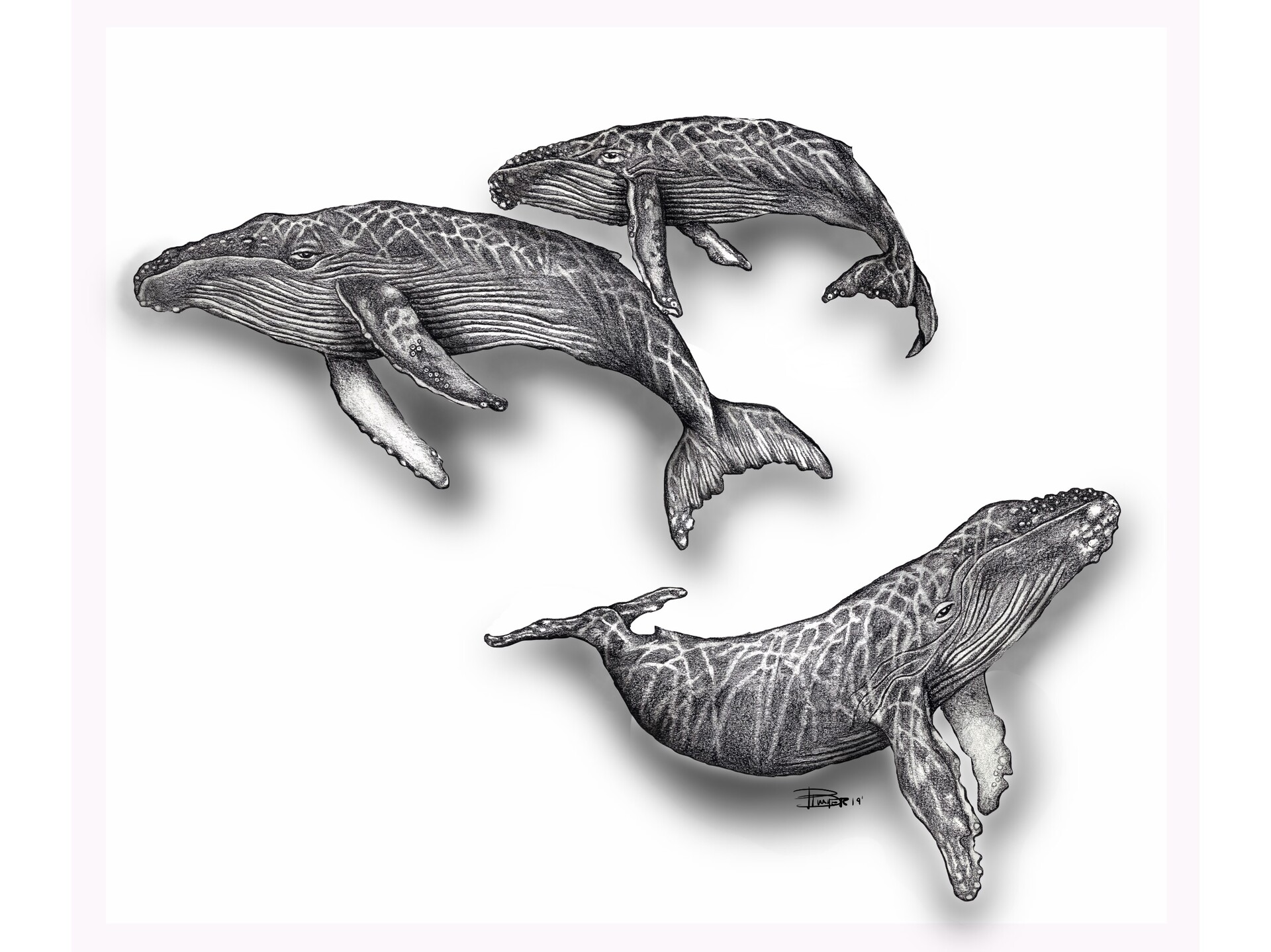 Tribal Humpback Whale Drawing