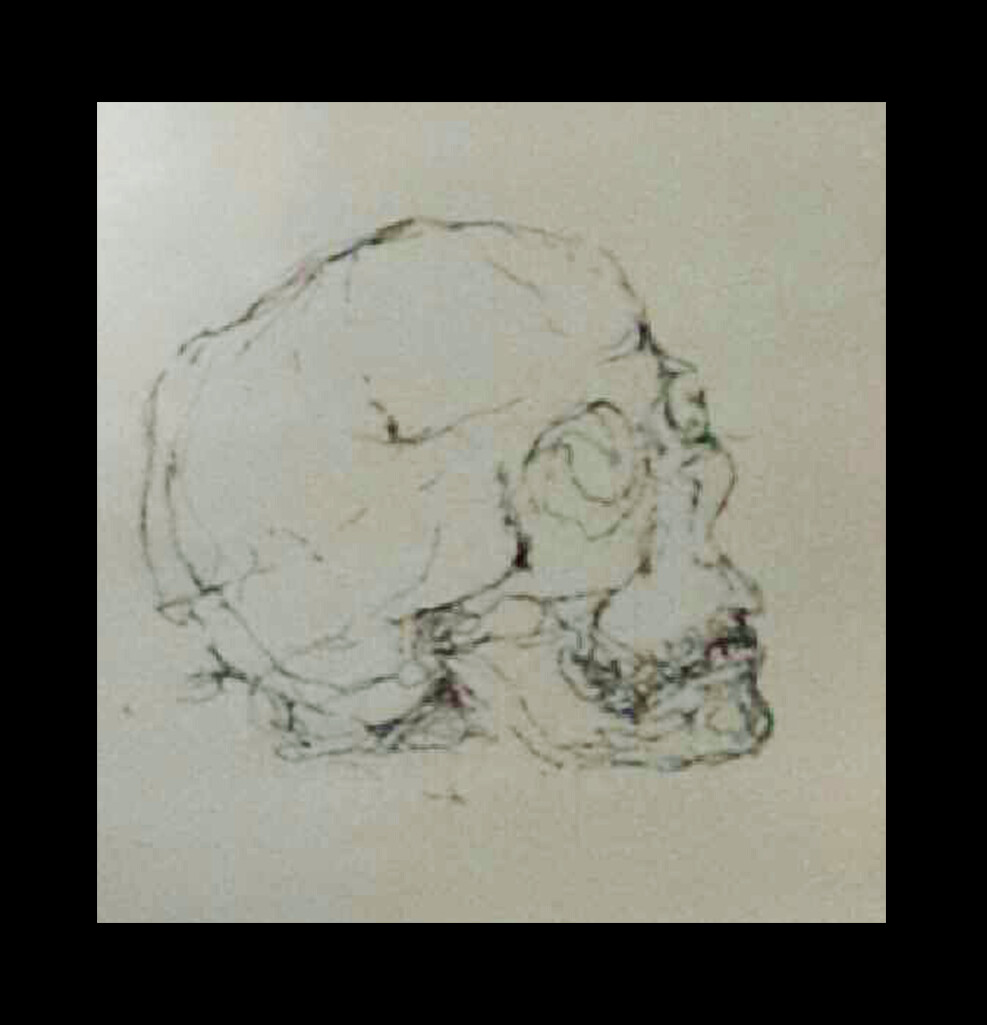 ArtStation - Skull Contour in Pen