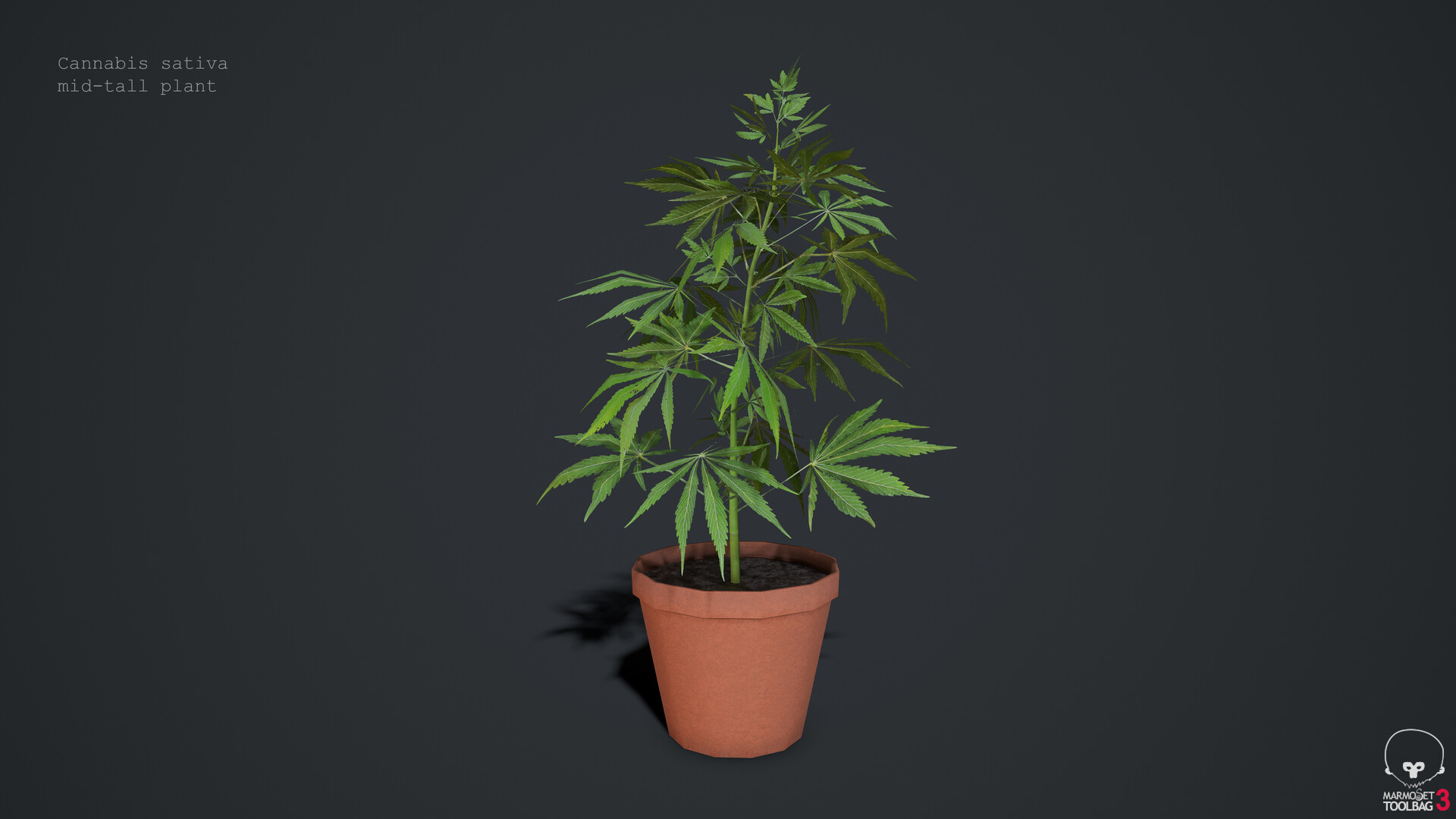 ArtStation - Cannabis sativa mid-tall plant