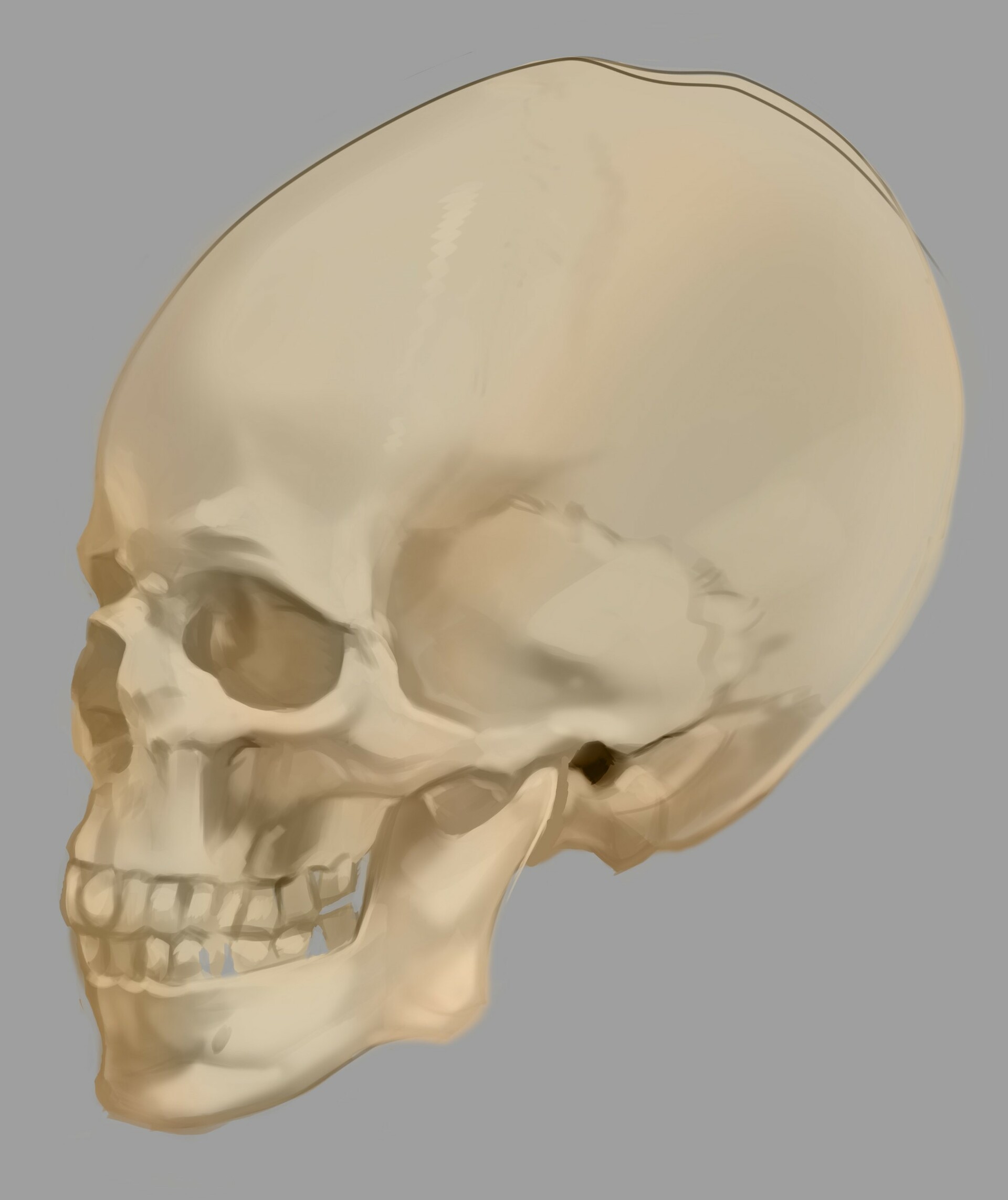 ArtStation - Alien Skull Design