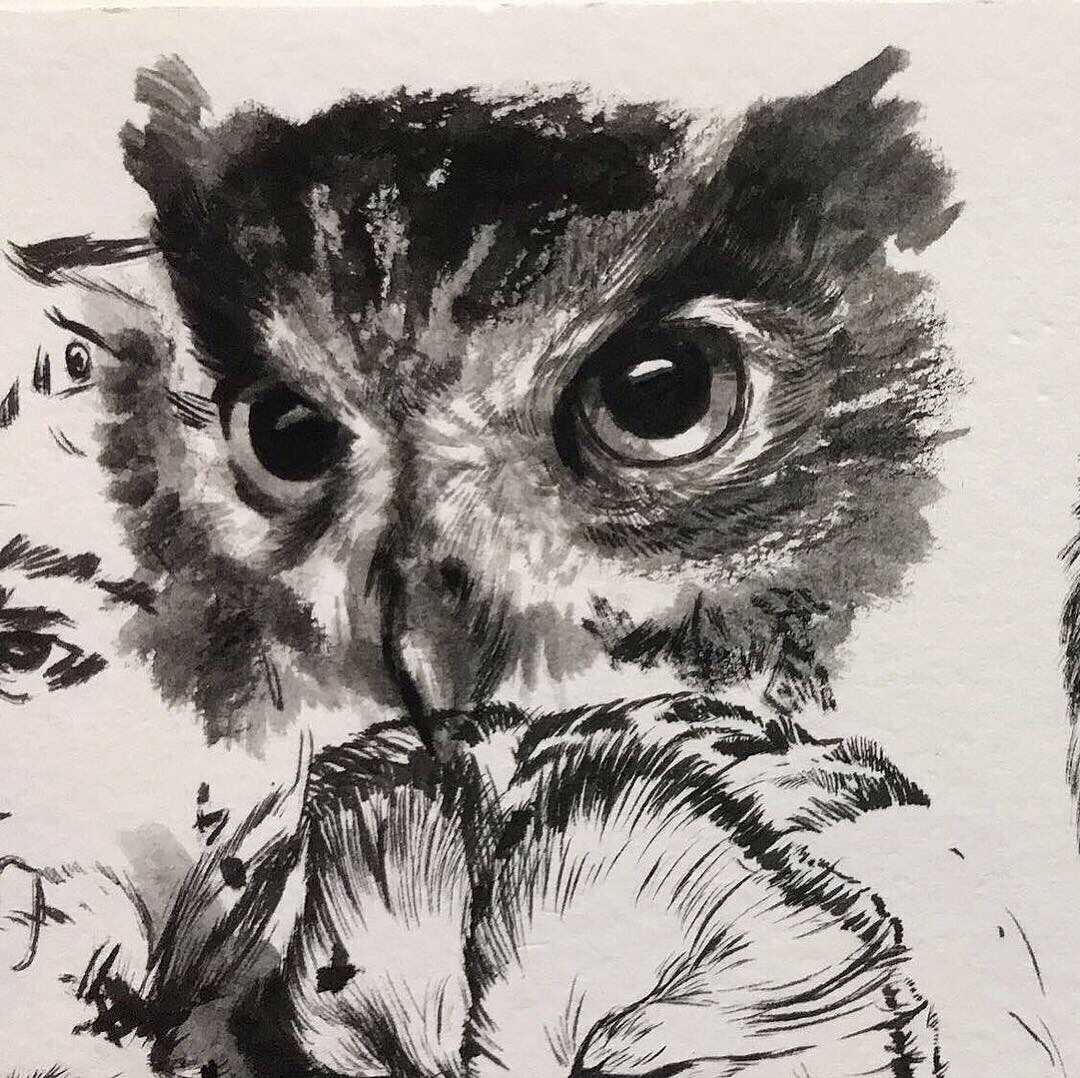 ArtStation - Owl Ink Sketches