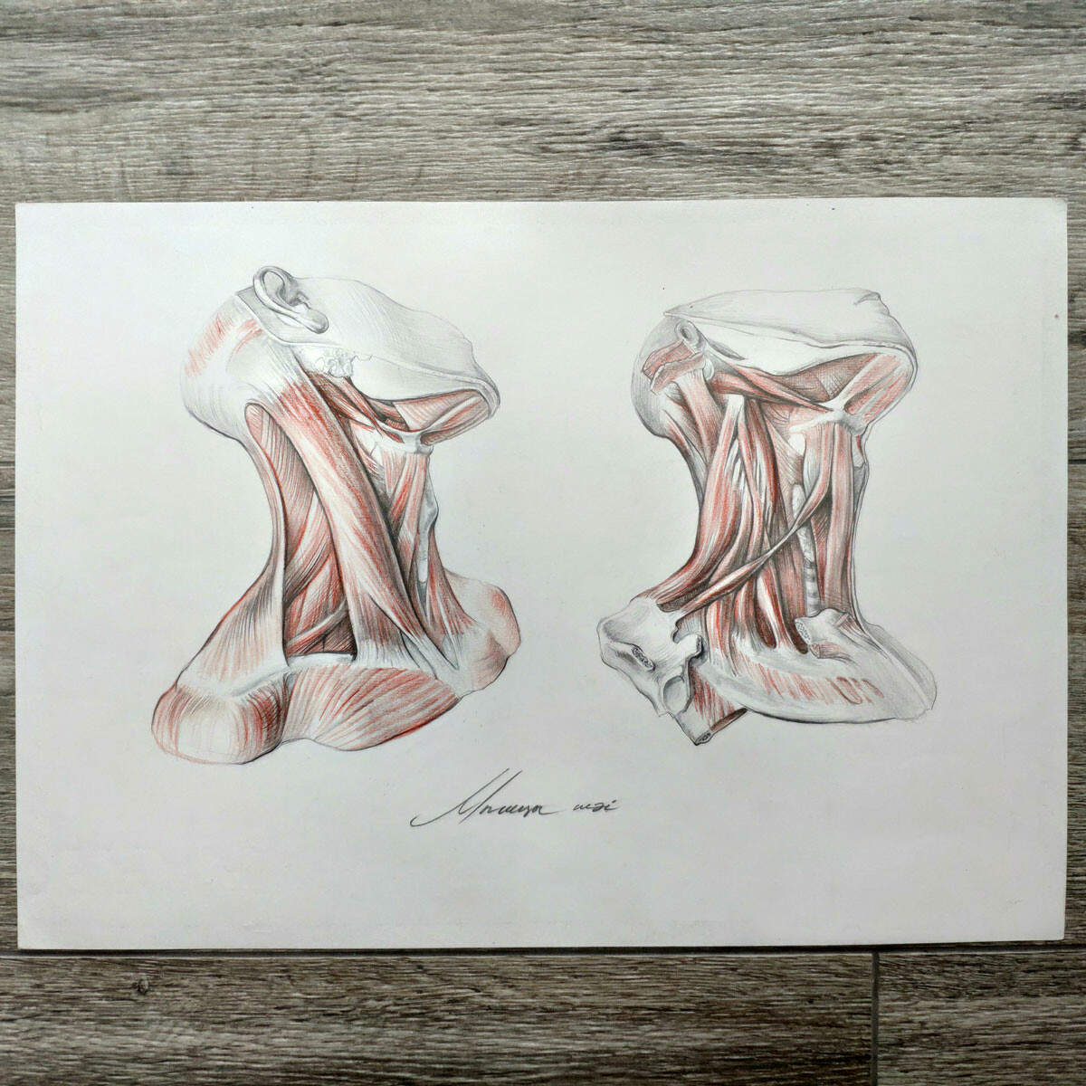 ArtStation - Anatomy (muscle)