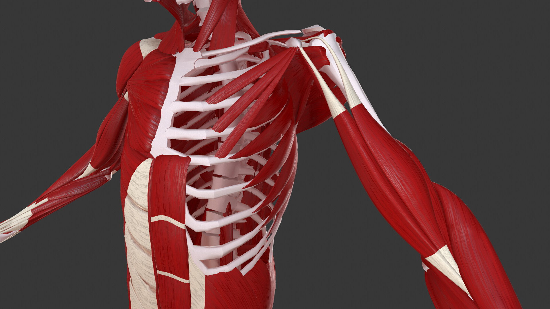 Jeroen Kerkhof - Anatomy study