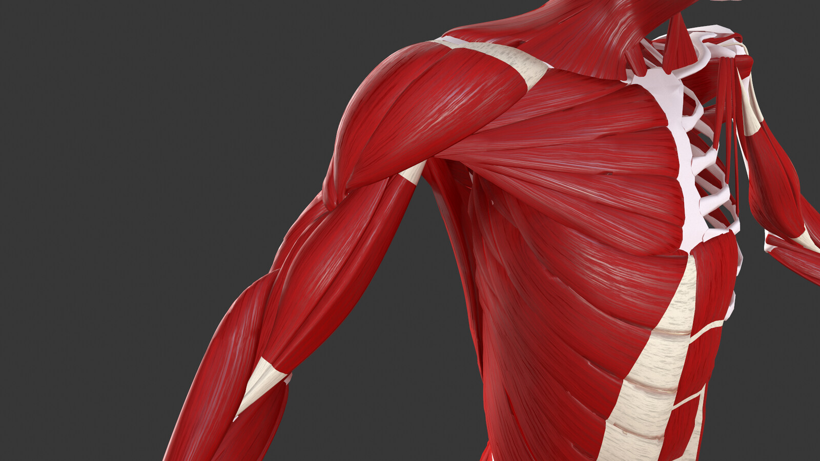 Jeroen Kerkhof - Anatomy study