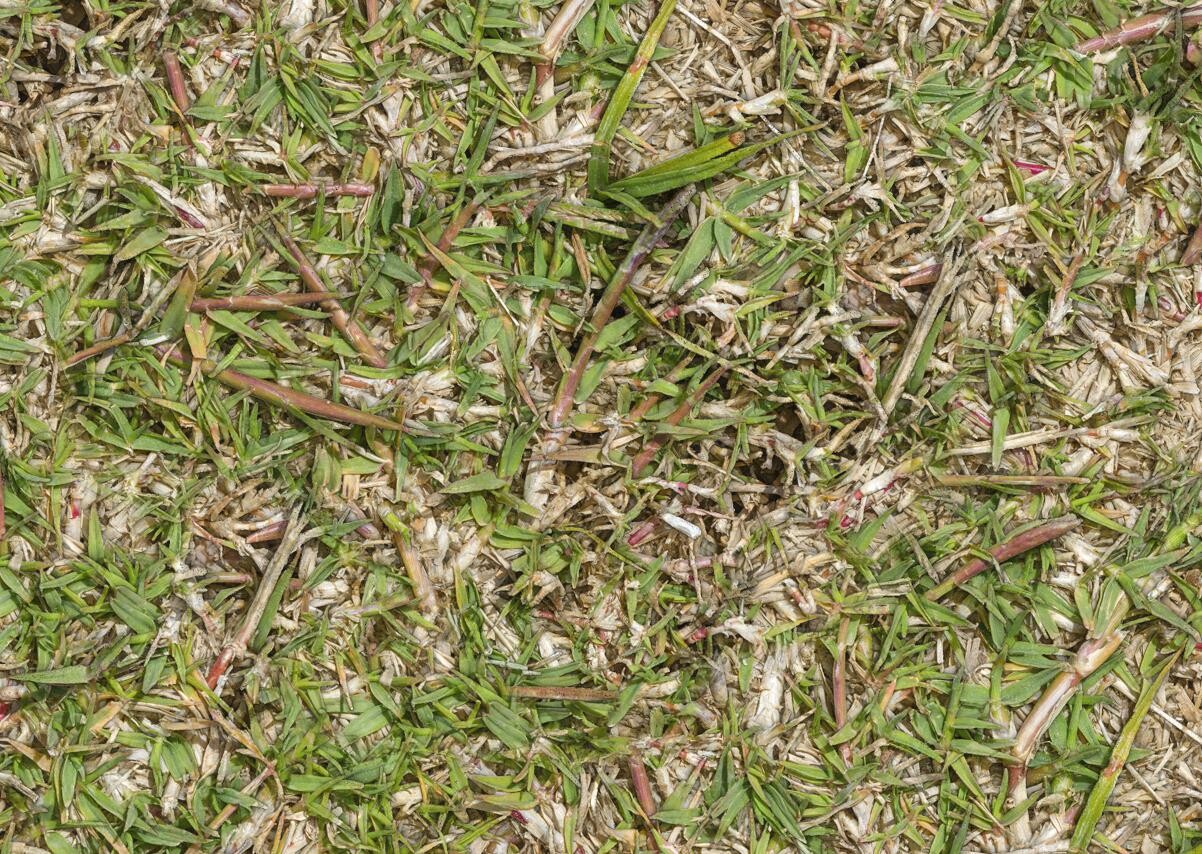 Takavach Rafizadeh - Highest Quality Grass PBR Material On The Planet