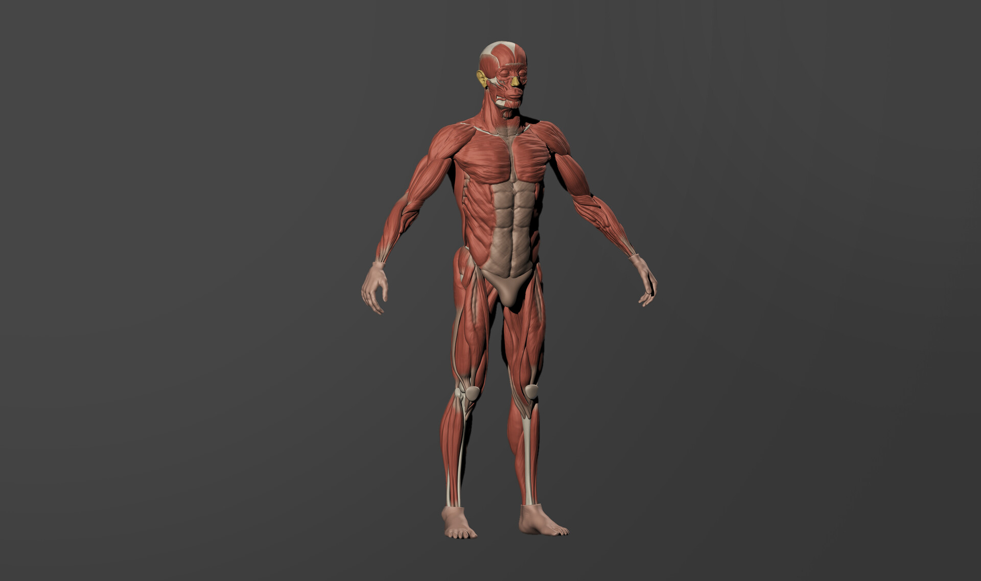 ArtStation - Ecorche