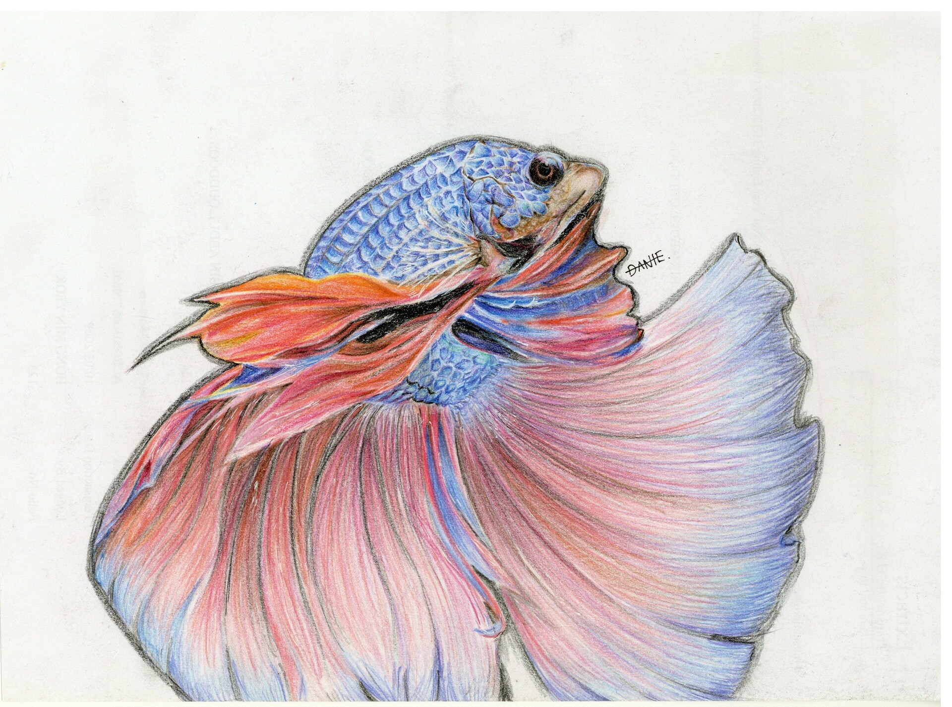 ArtStation - Betta Fish (practice)