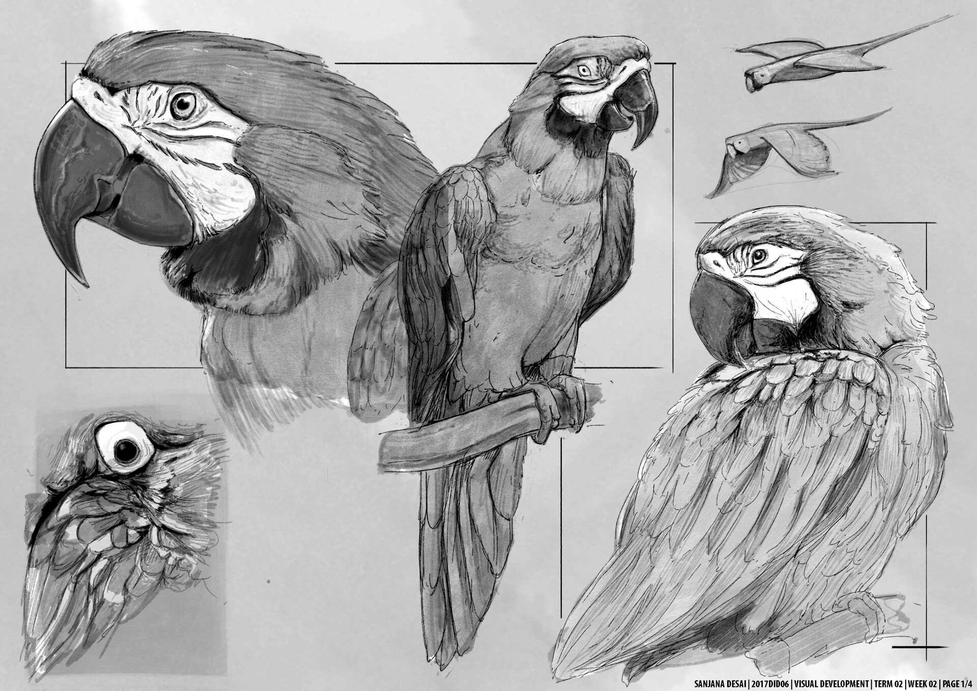 ArtStation - Parrot Studies