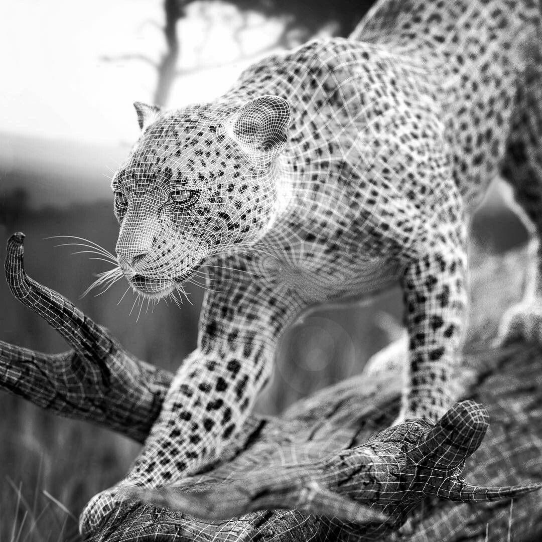 Massimo Righi - Leopard