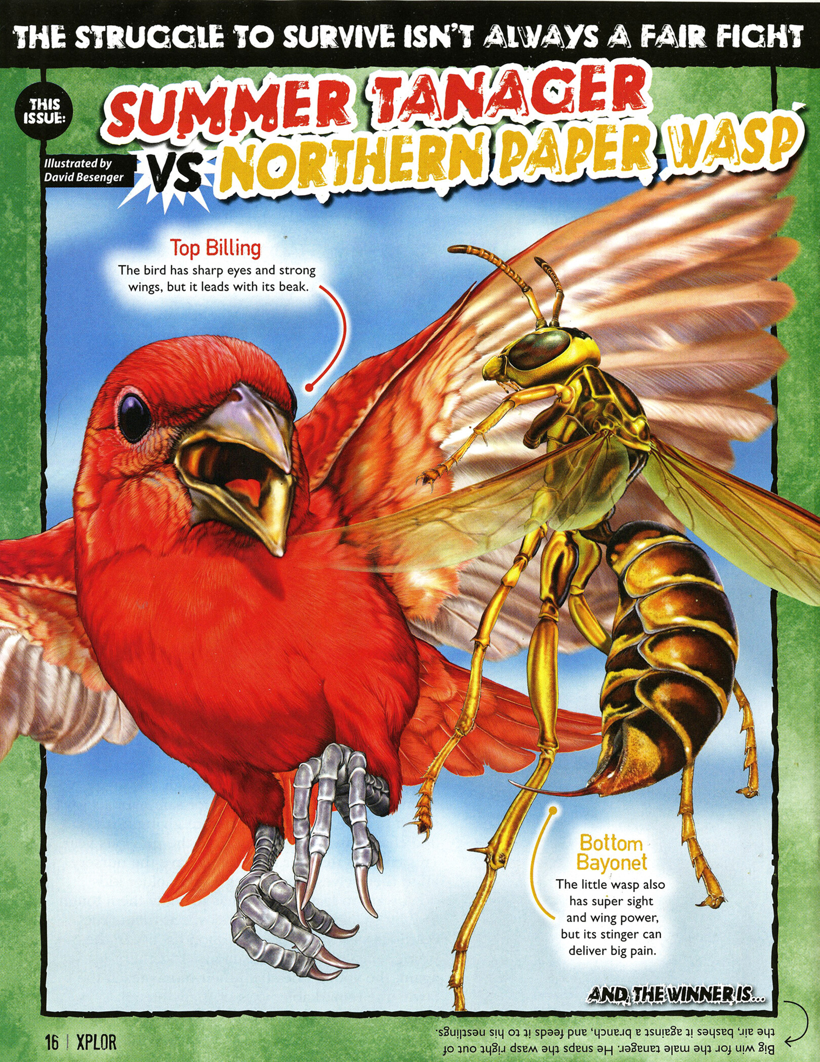 ArtStation - Summer Tanager Versus Northern Paper Wasp Predator Versus Prey