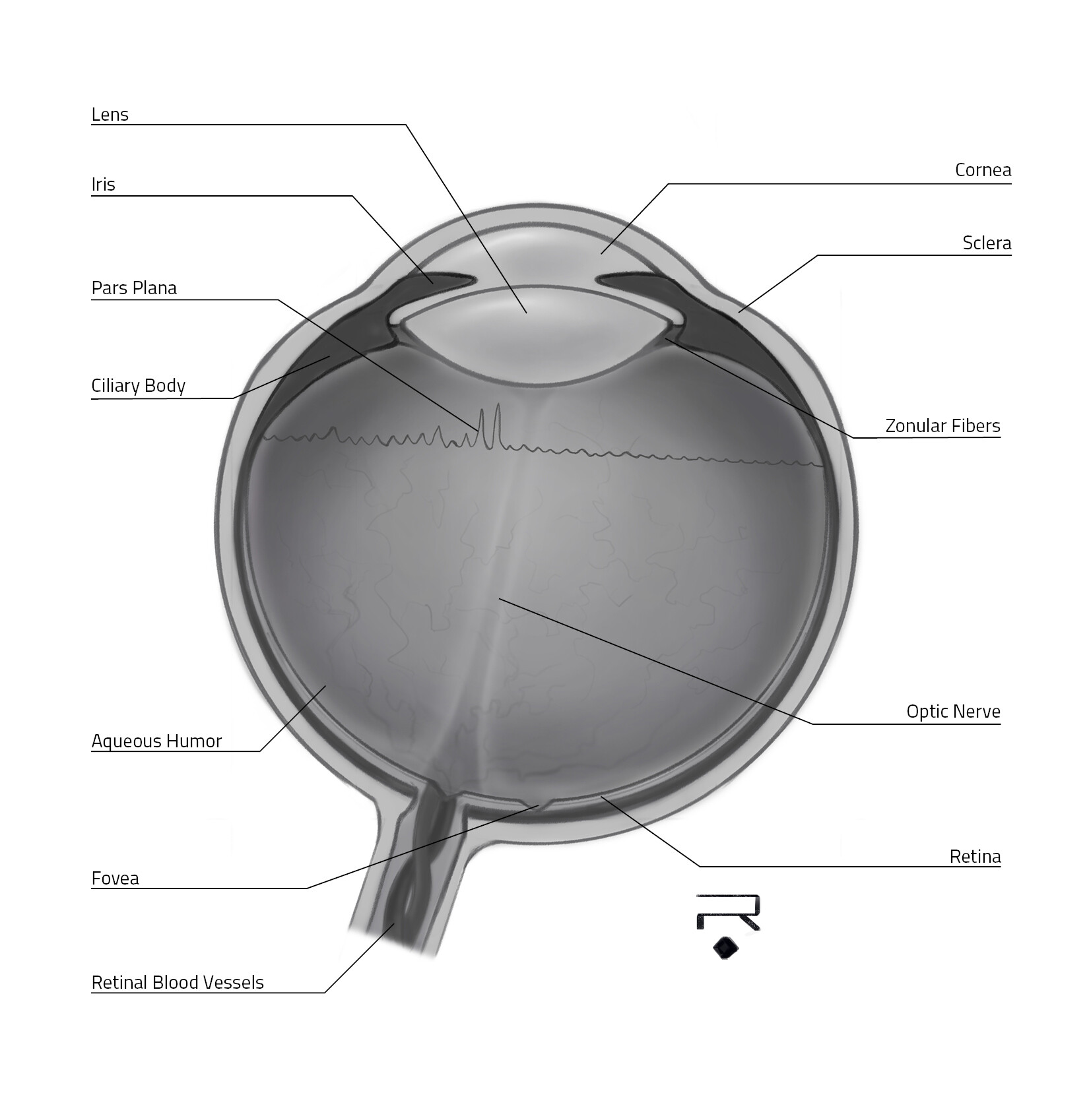ArtStation - Eye Cross Section