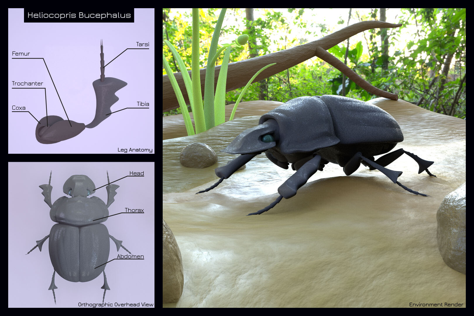 ArtStation - Heliocopris Bucephalus