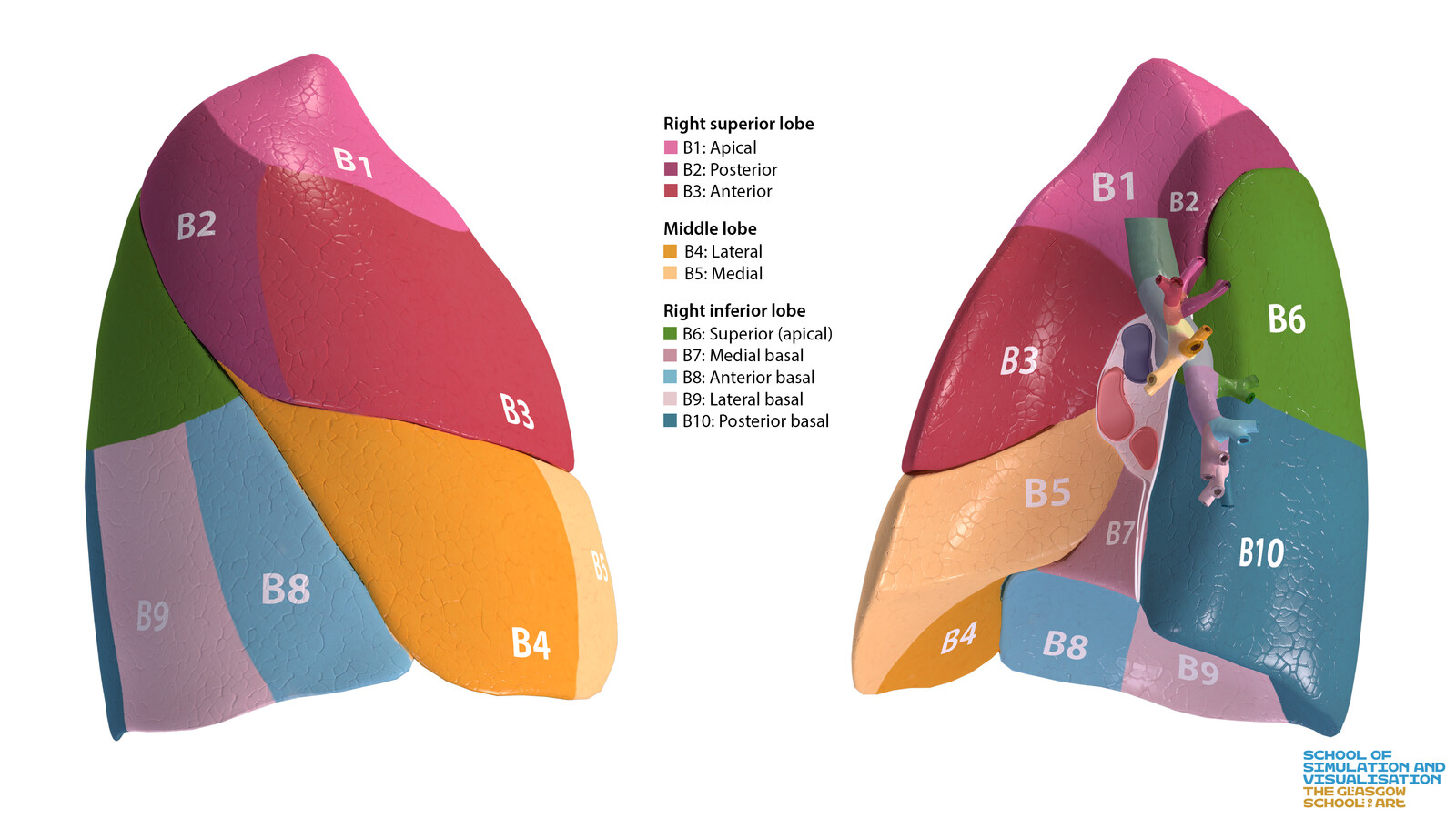 James Alexander Simpson - Lungs and Bronchial Tree (Definitive Human ...