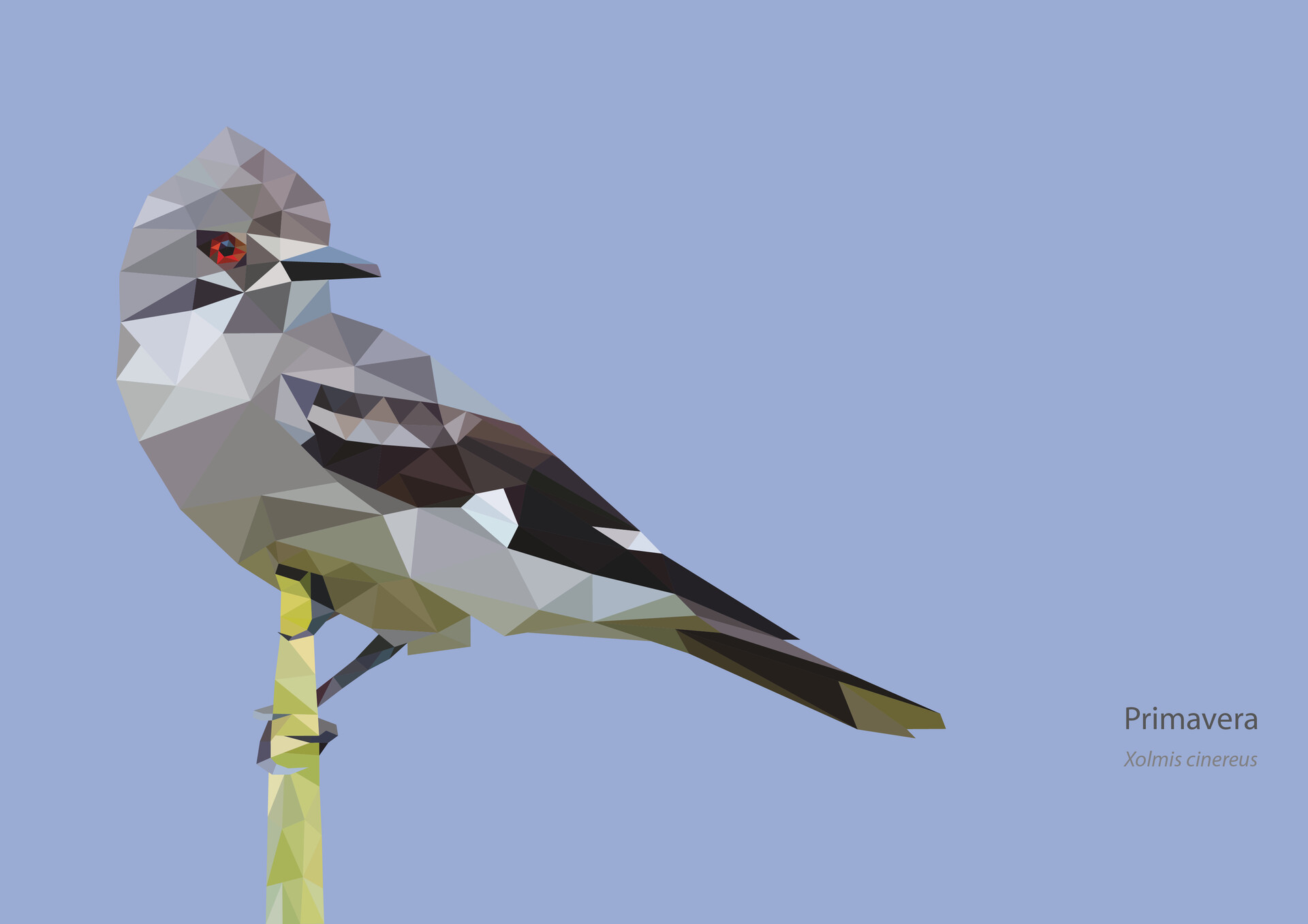 Tai Vieira - Low Poly Birds