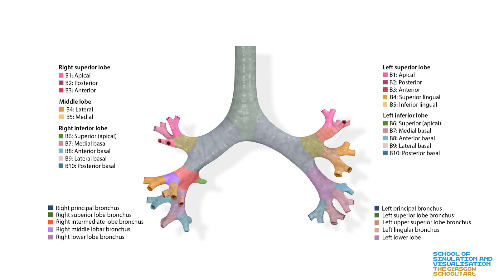 James Alexander Simpson - Lungs and Bronchial Tree (Definitive Human ...