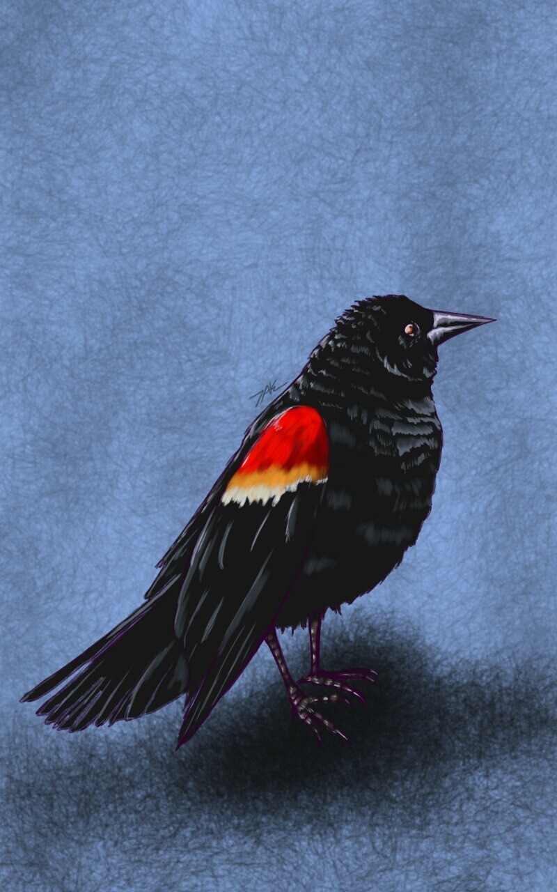 ArtStation - Daily Sketch: Bird with Red Shoulders