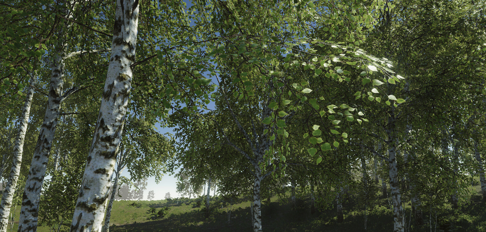 Lars Bertram - Birch Trees Lars Bertram - Birch Trees