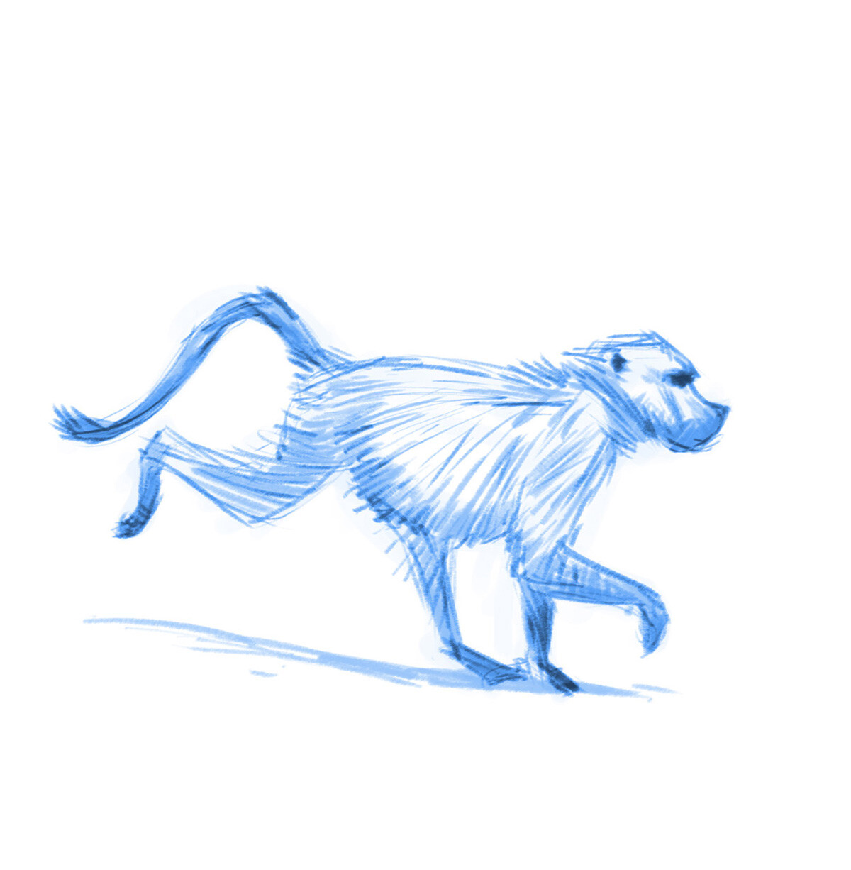 ArtStation - Baboon Sketches