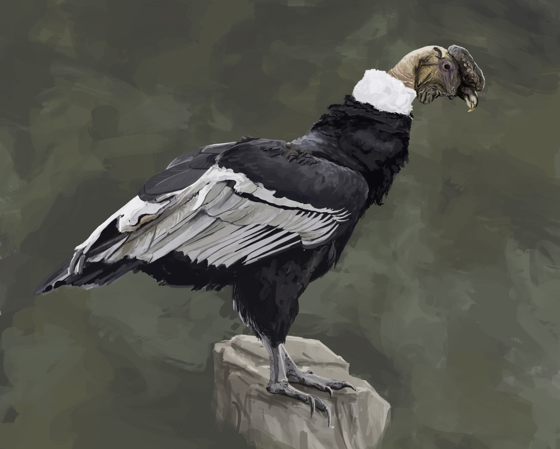 ArtStation - Cóndor