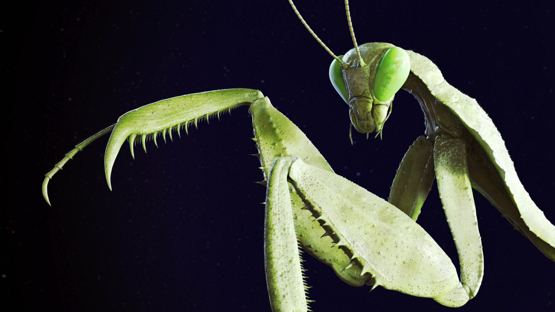 ArtStation - Mantis study