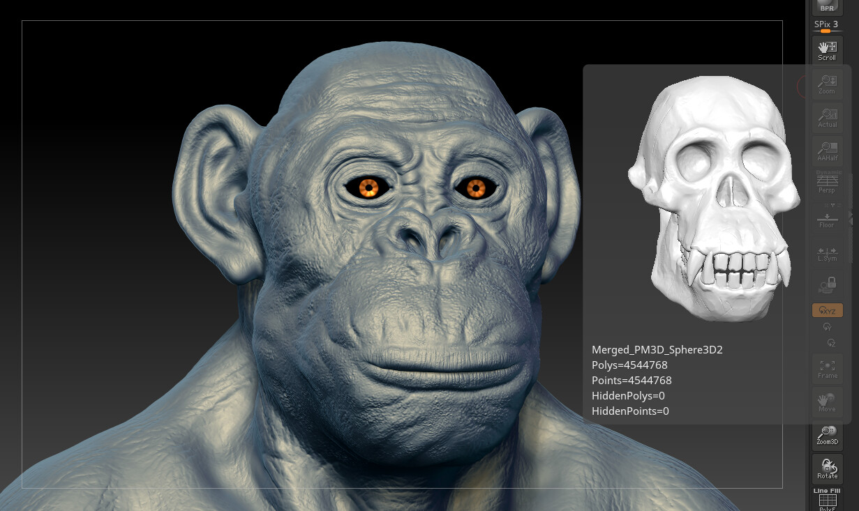 ArtStation - Primate anatomy