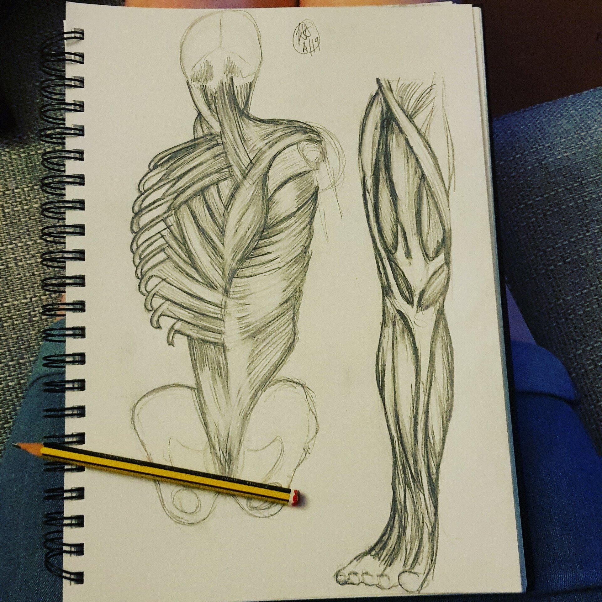 ArtStation - Anatomy Study