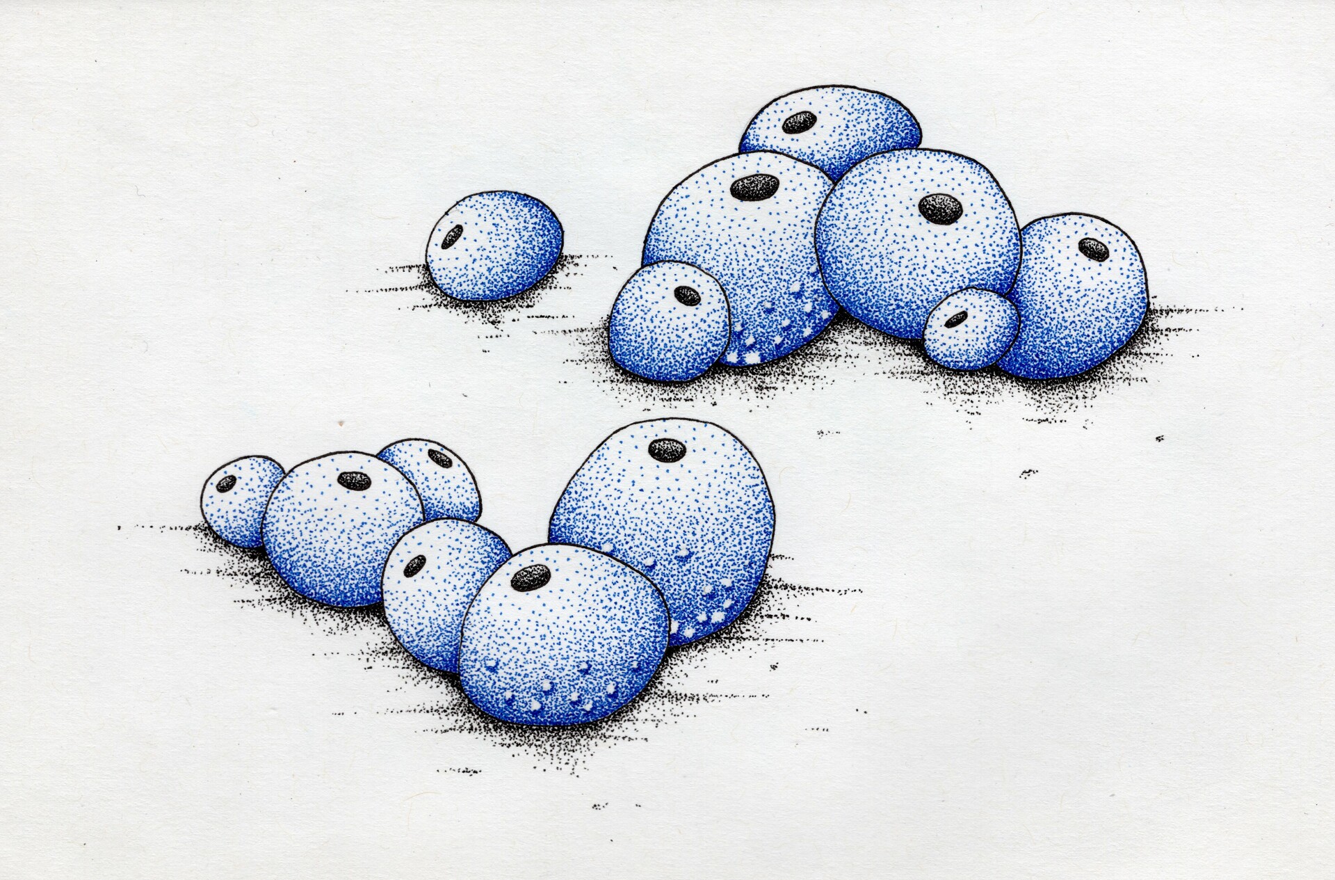 Reinhard Gutzat - Flora of Vanaheim: Aurvandil IV