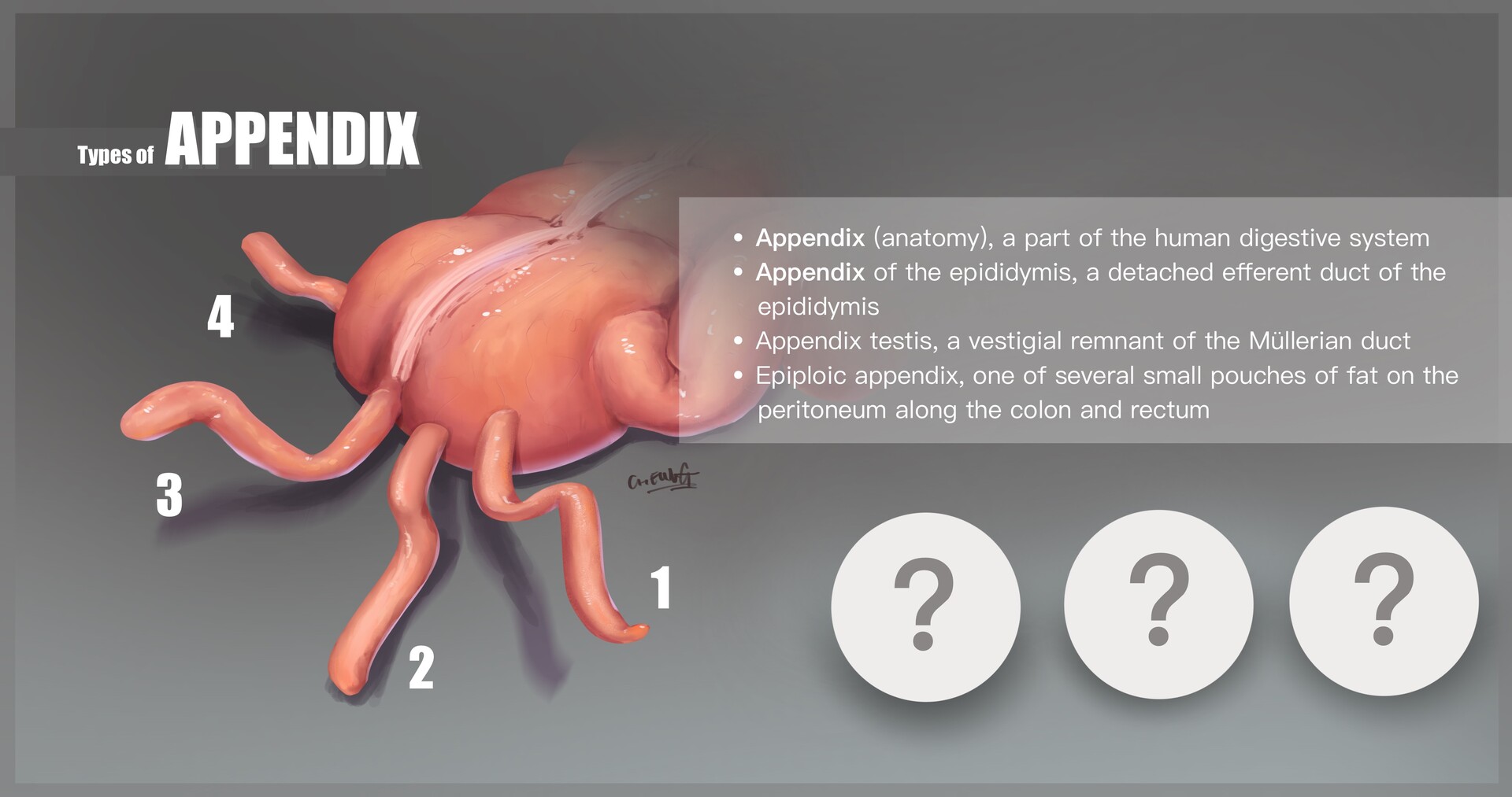 ArtStation - types of appendix