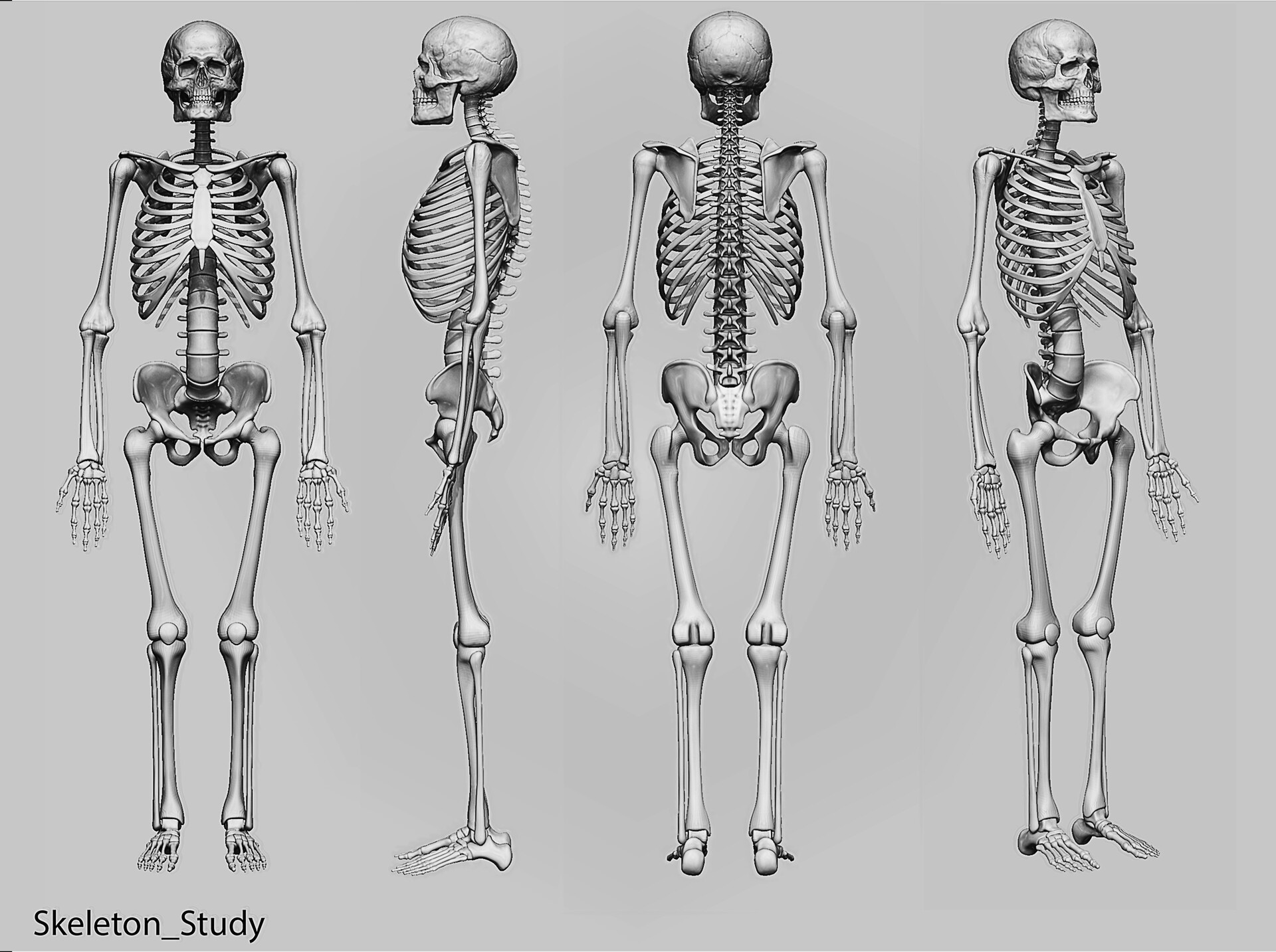 ArtStation - SKELETON STUDY