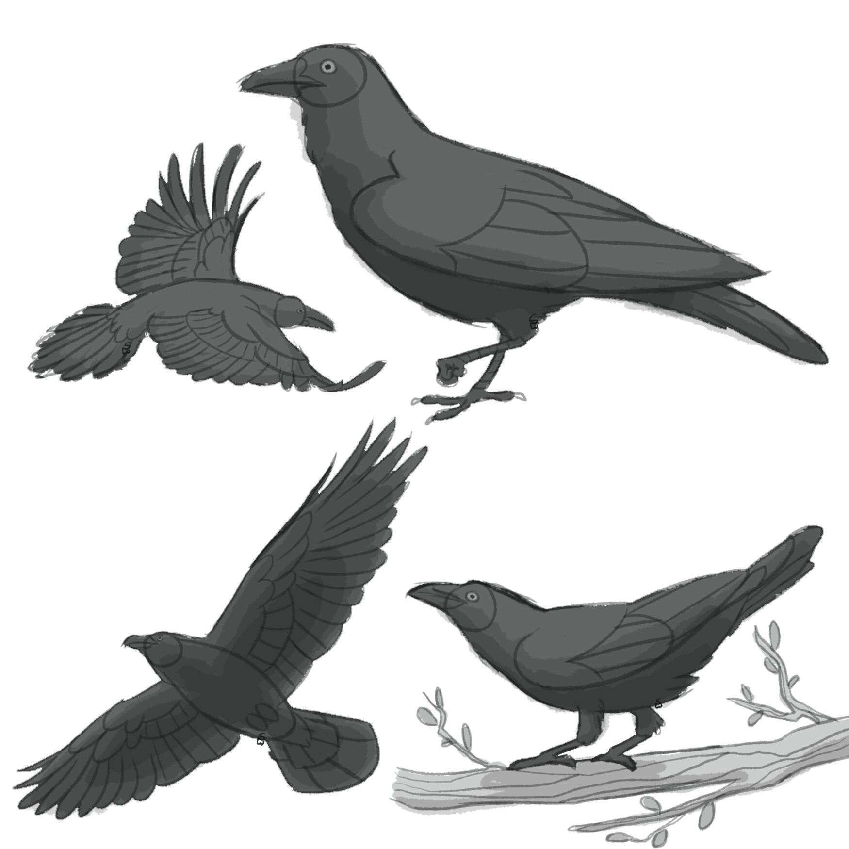 Stephanie Wiggins - Animal Studies 1