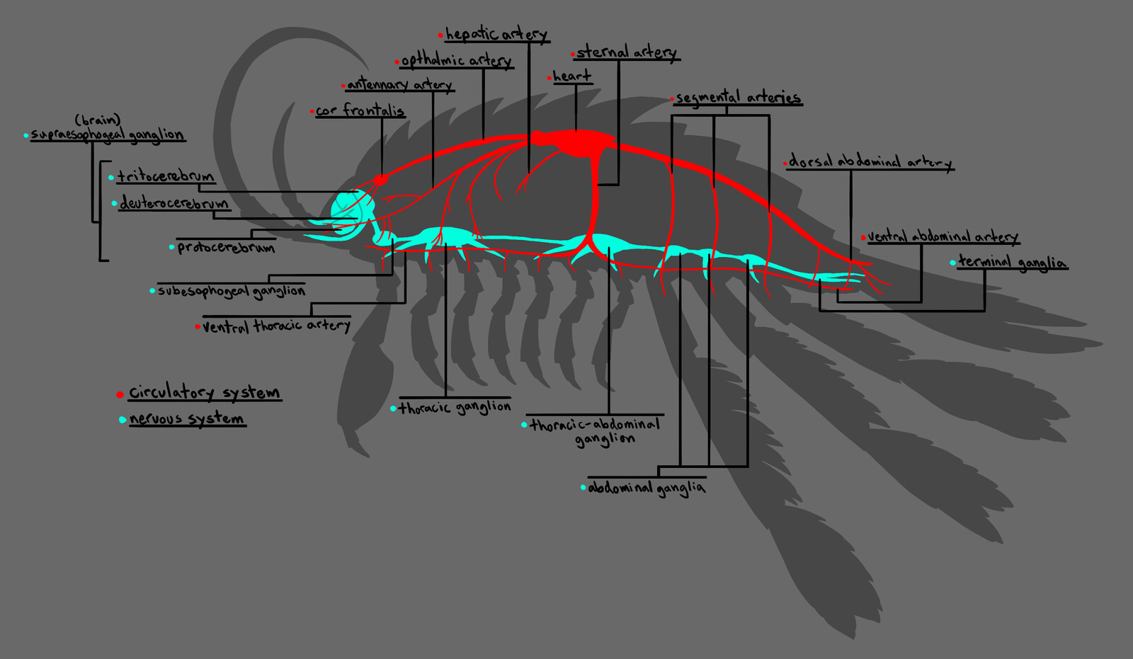Laura Weimer - Imaginary Isopod Anatomy Breakdown